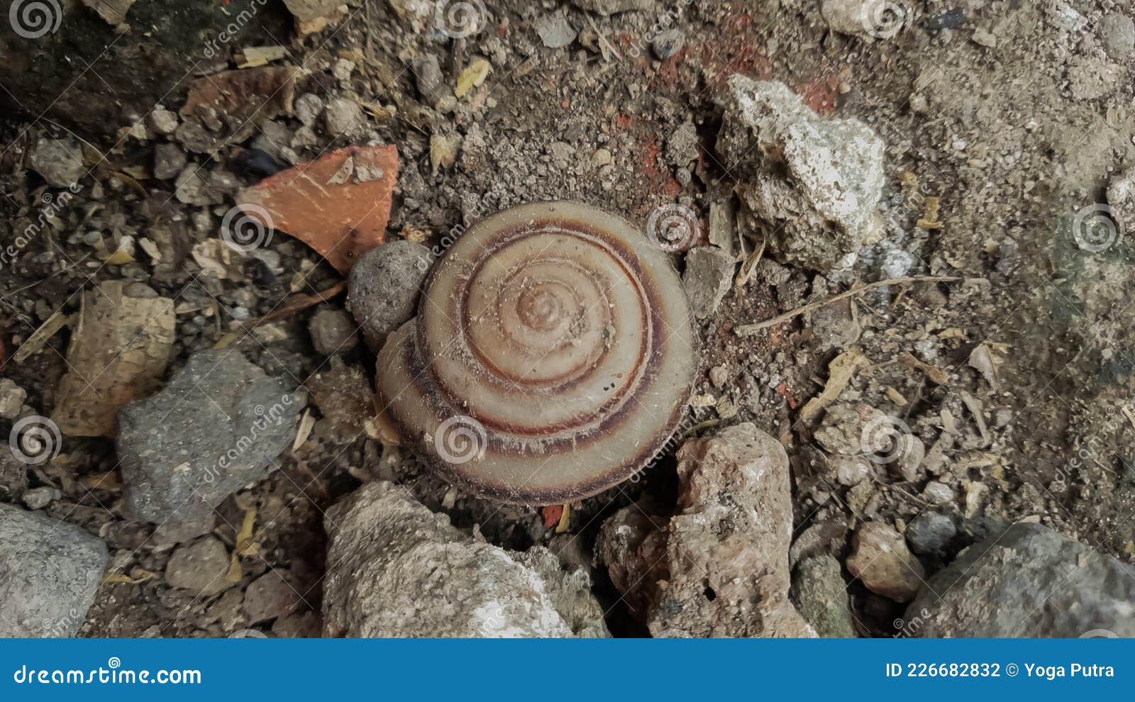 A Caterpillar Coiled Like a Snail Shell Stock Photo - Image of snail ...