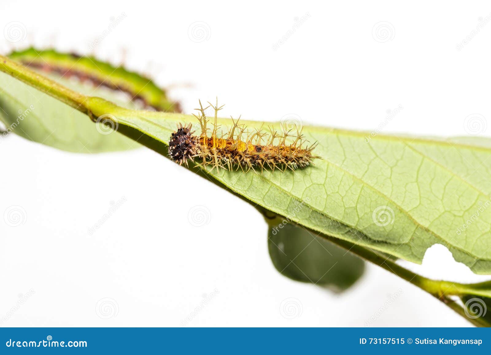 Caterpillar of Colour Segeant Butterfly in 4th Instar Stock Image ...