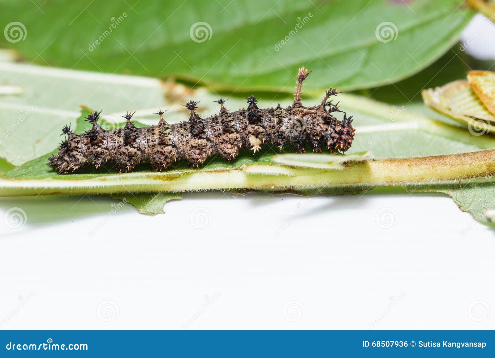 Caterpillar of Commander Butterfly , Moduza Procris Stock Photo - Image ...