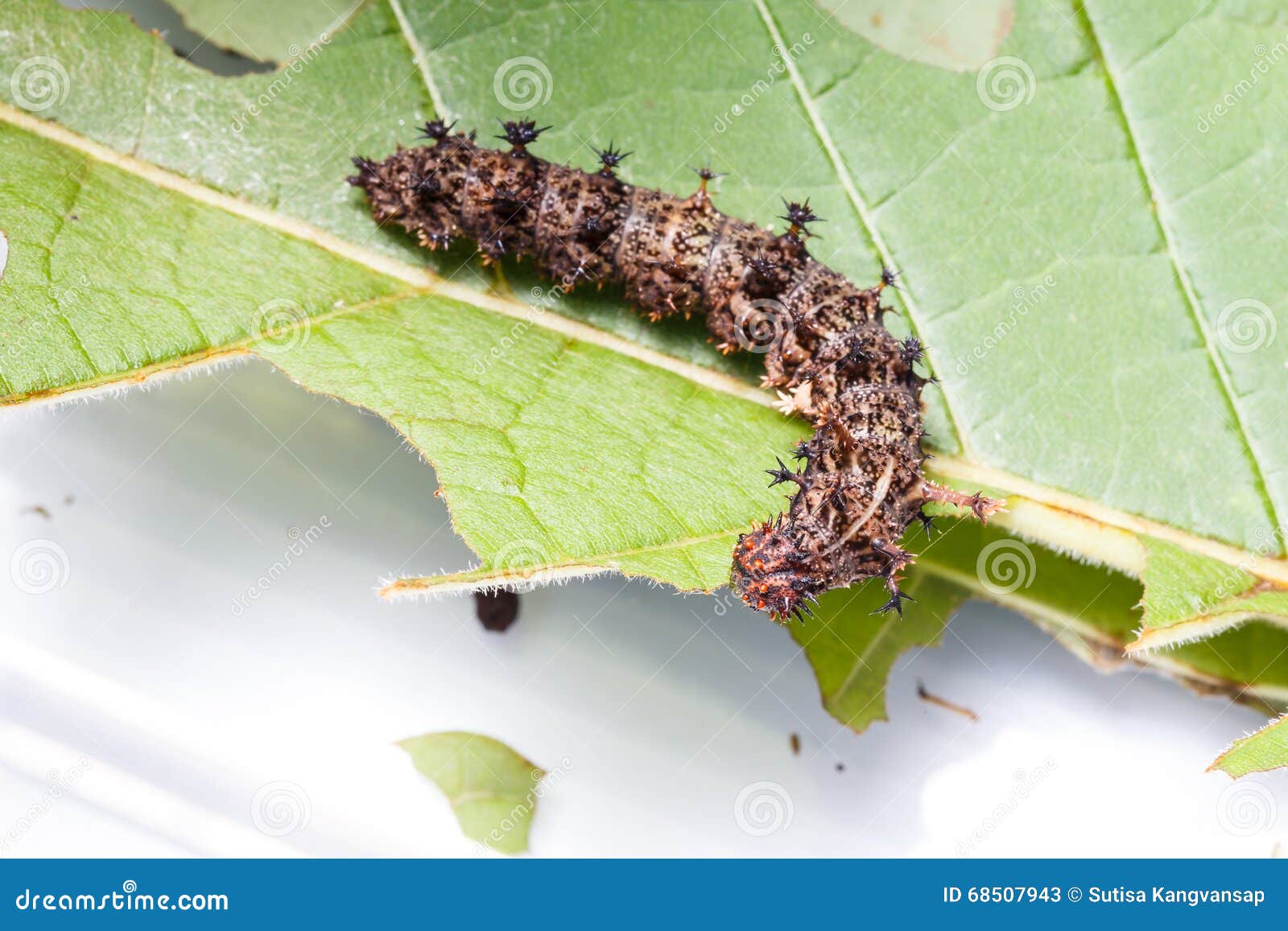 Caterpillar of Commander Butterfly , Moduza Procris Stock Image - Image ...
