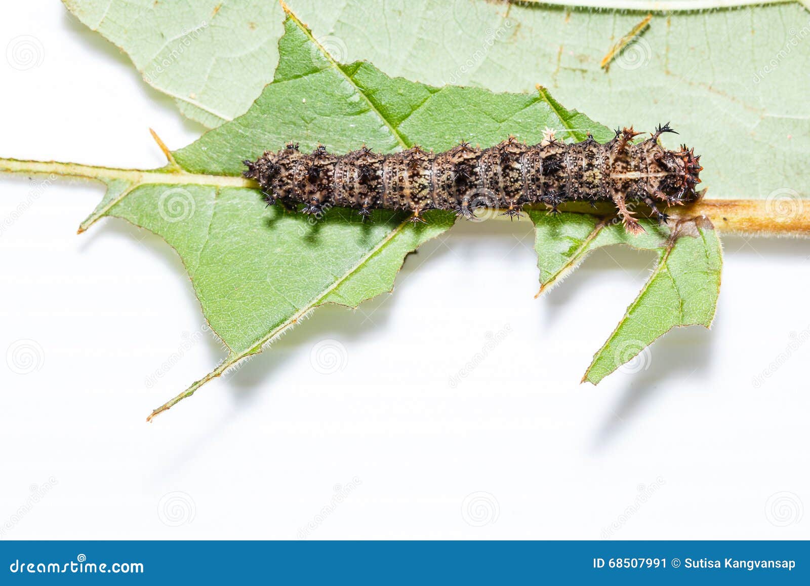 Caterpillar of Commander Butterfly , Moduza Procris Stock Image - Image ...