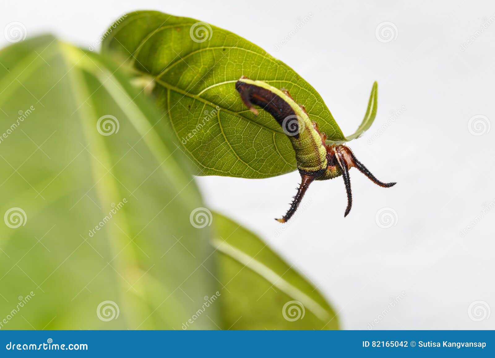 Caterpillar of Common Map Cyrestis Thyodamas Butterfly Stock Photo ...