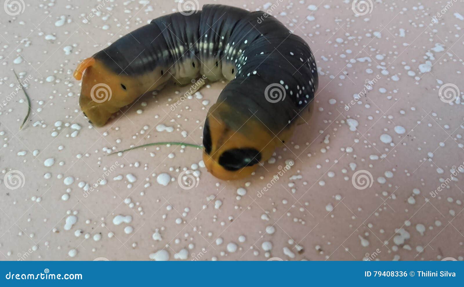 Caterpillar stock photo. Image of insect, crowdy, larvae - 79408336