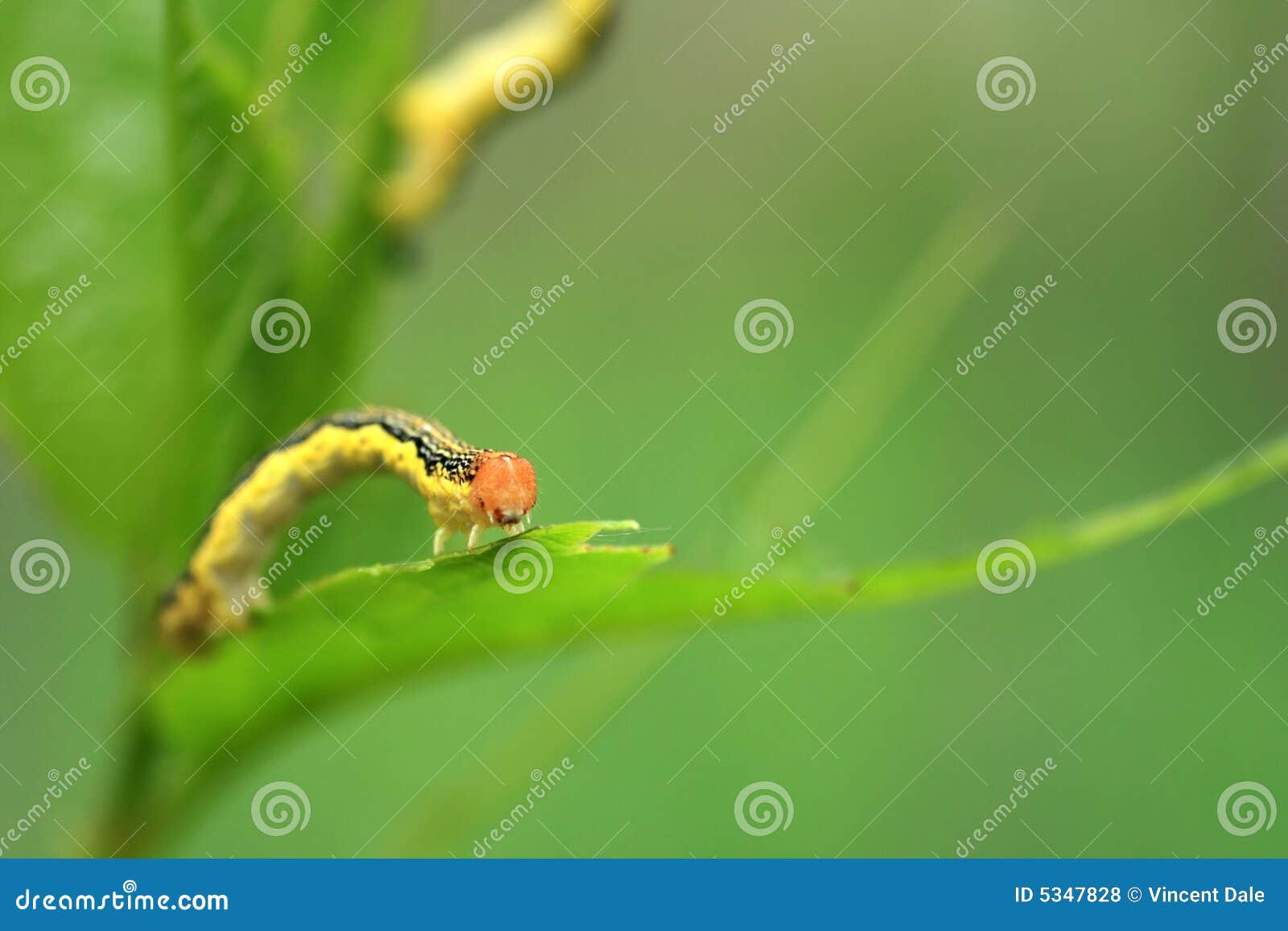 Caterpillar Crawl Picture. Image: 5347828