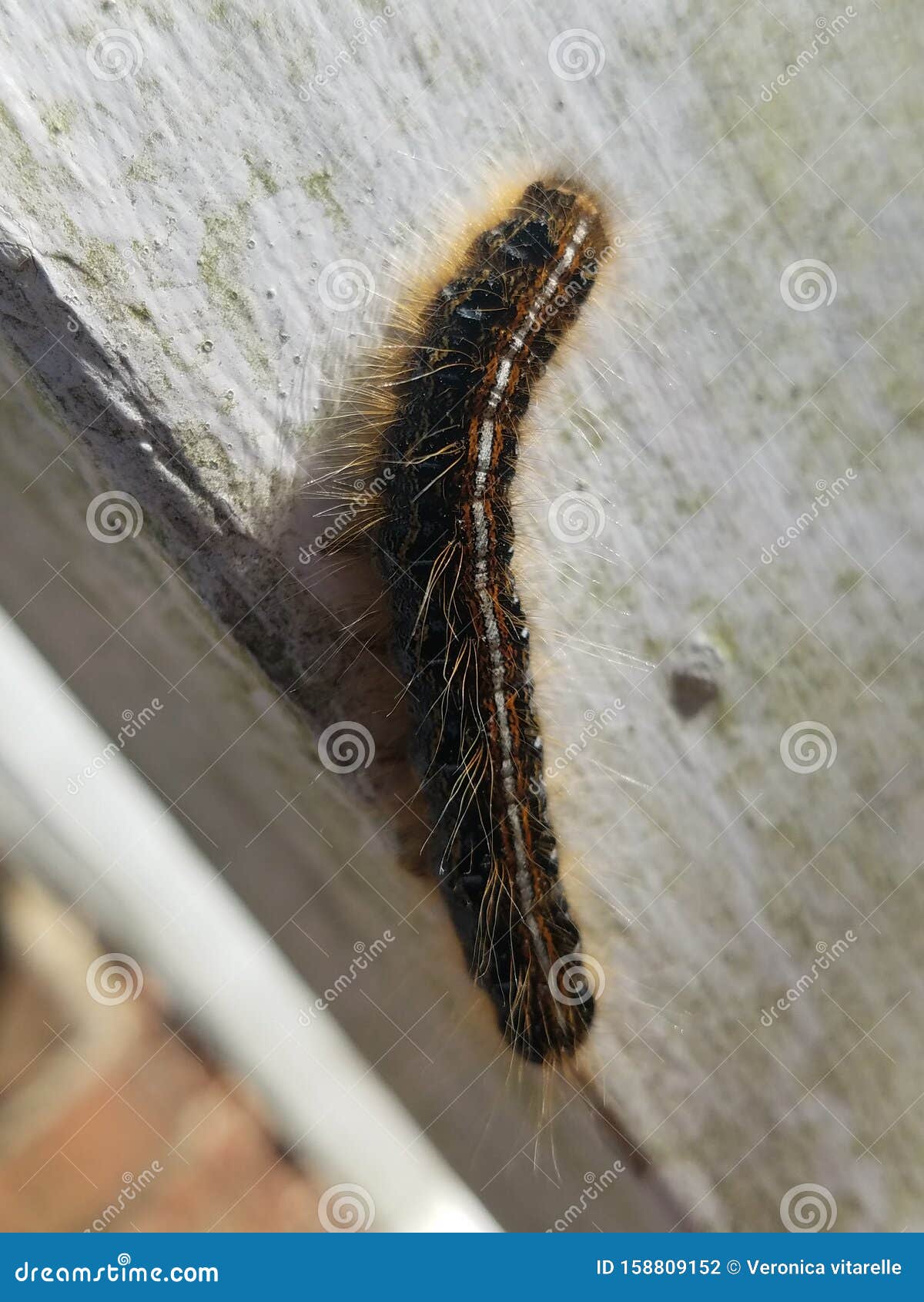 Caterpillar Crawler stock photo. Image of cute, caterpillar - 158809152