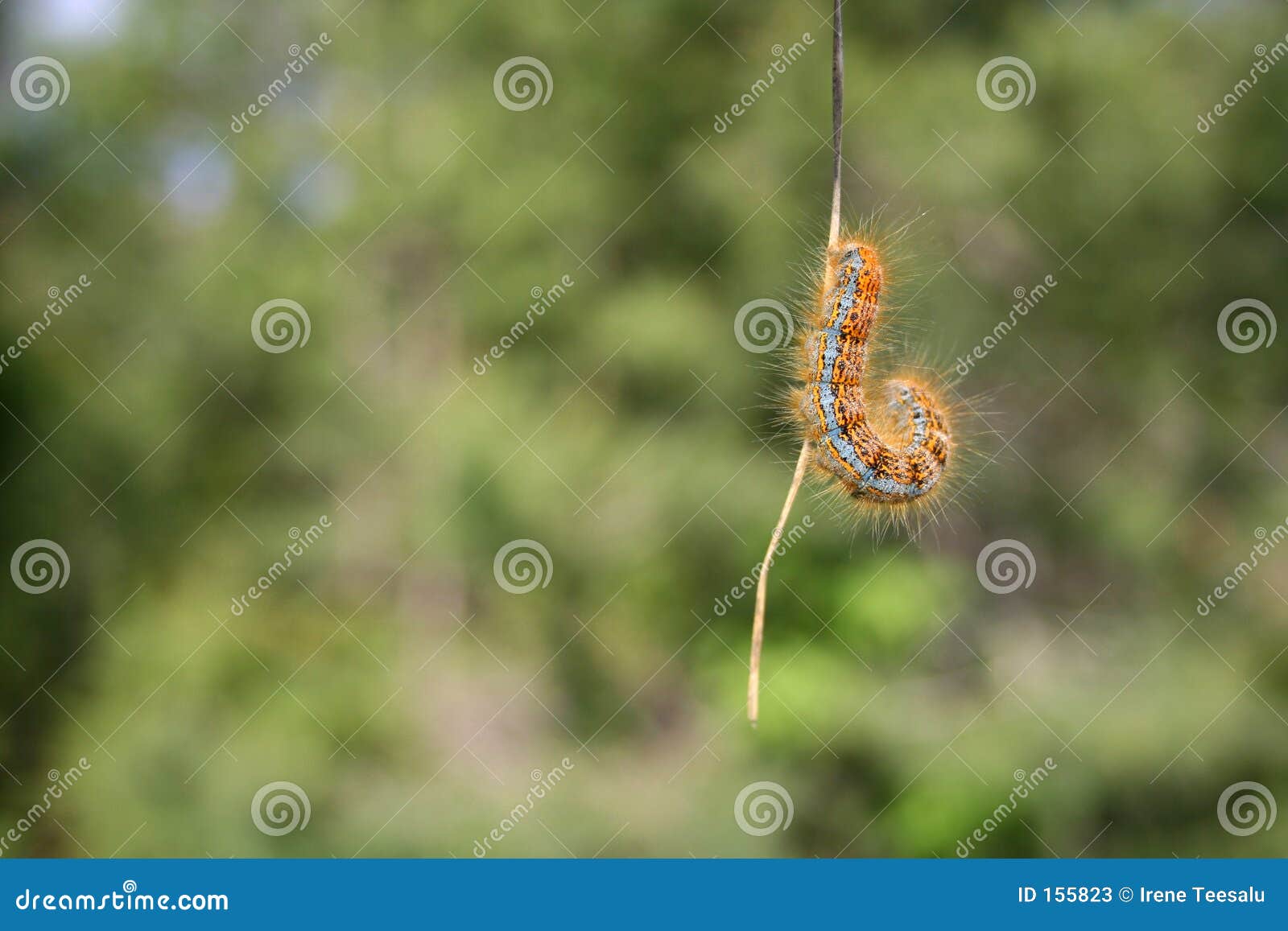Caterpillar crawling stock image. Image of caterpillar - 155823