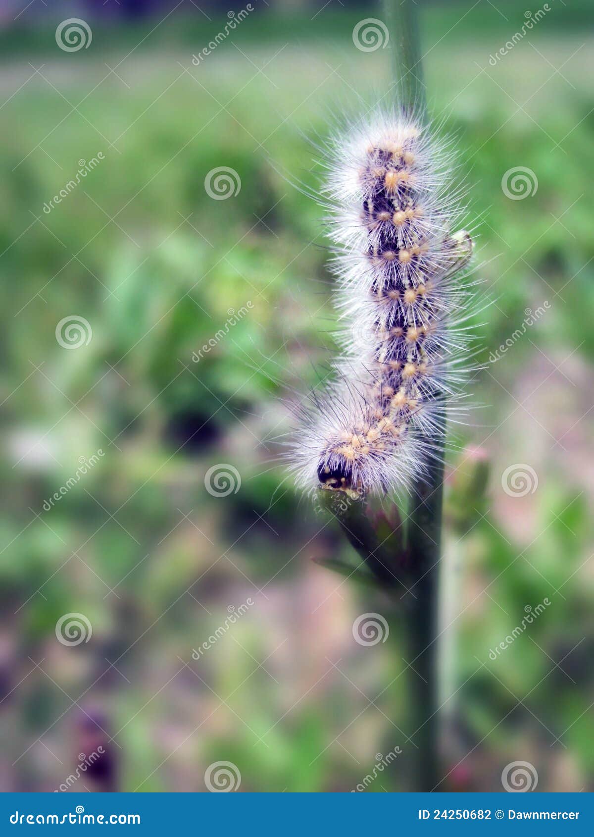 Caterpillar Crawling stock photo. Image of garden, larva - 24250682