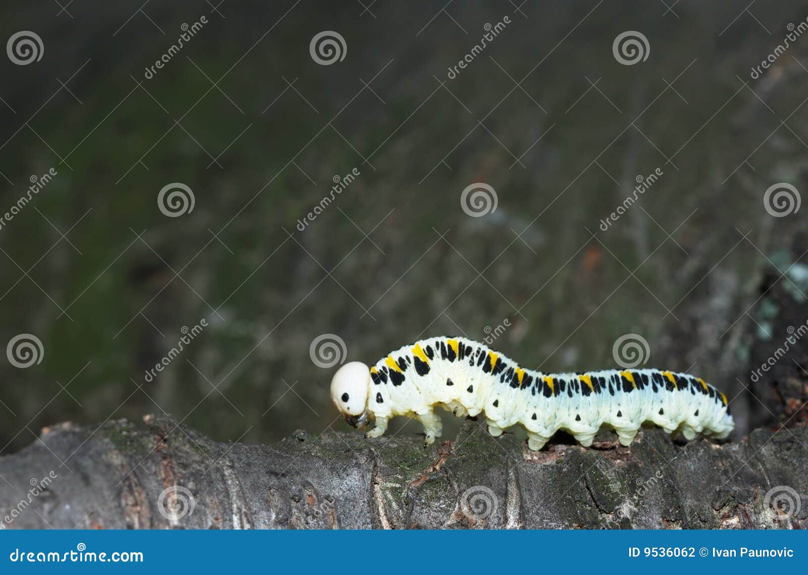 Caterpillar crawling stock photo. Image of environment - 9536062