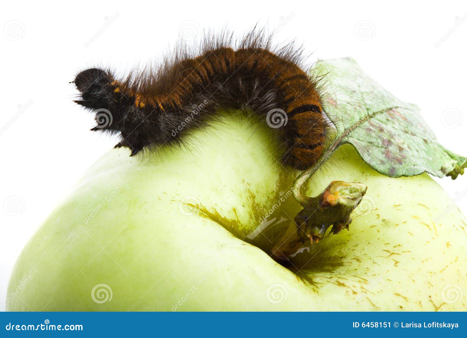 Caterpillar Crawling Along Apple Stock Image - Image of macro, natural ...