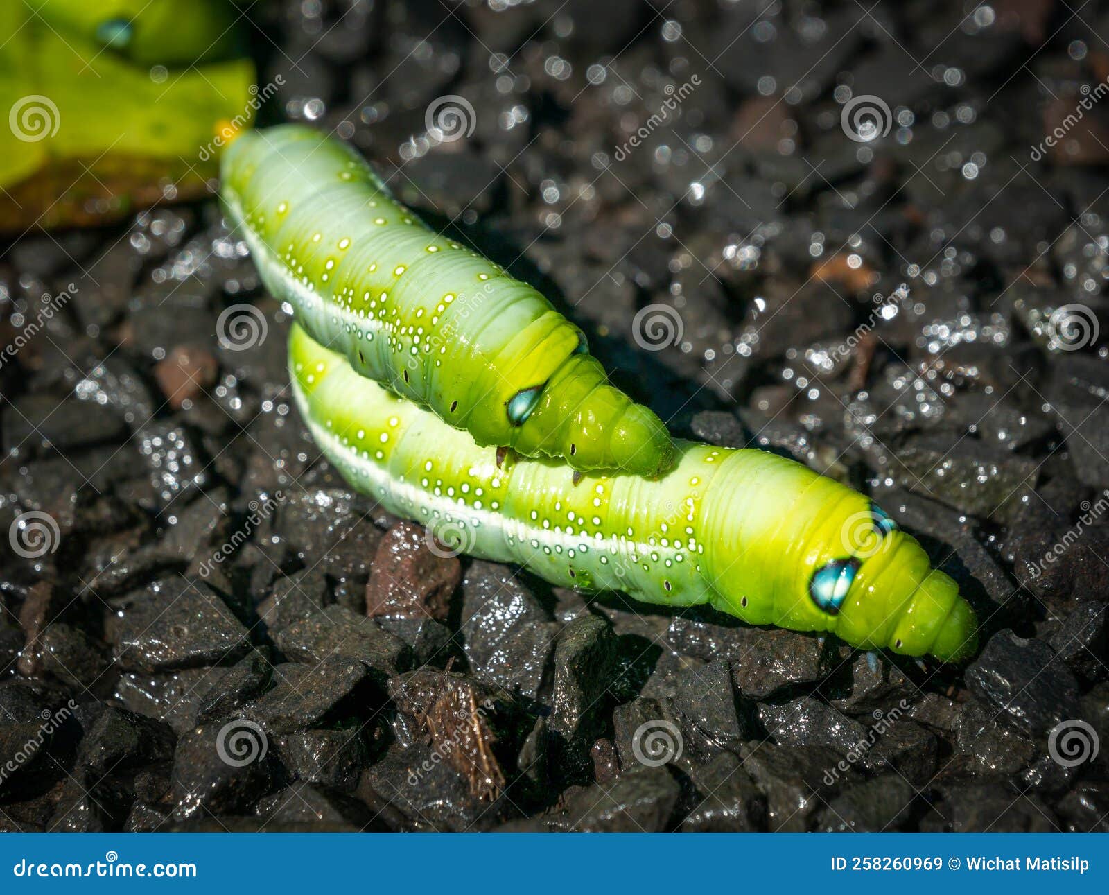 Caterpillar Crawling on the Back of Another Stock Image - Image of ...