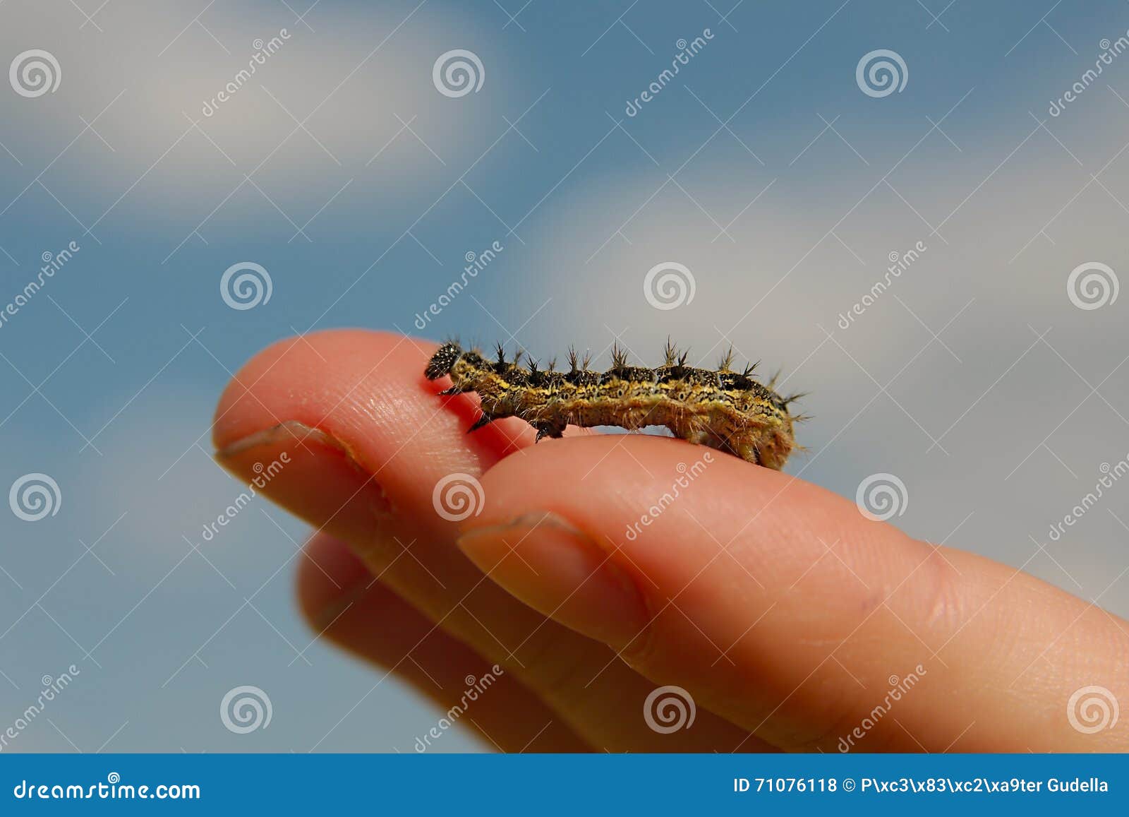 Caterpillar Crawling on Fingers Stock Photo - Image of creature, small ...