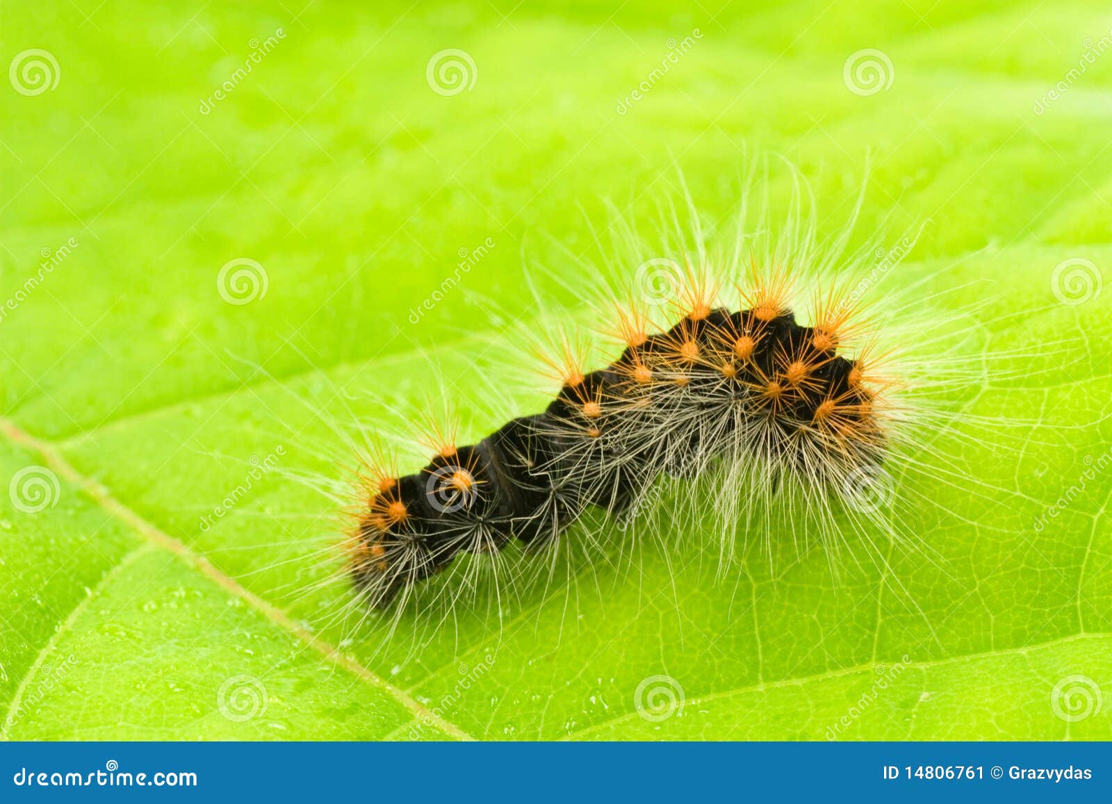 Caterpillar Crawling on a Green Leaf Stock Image - Image of larva ...