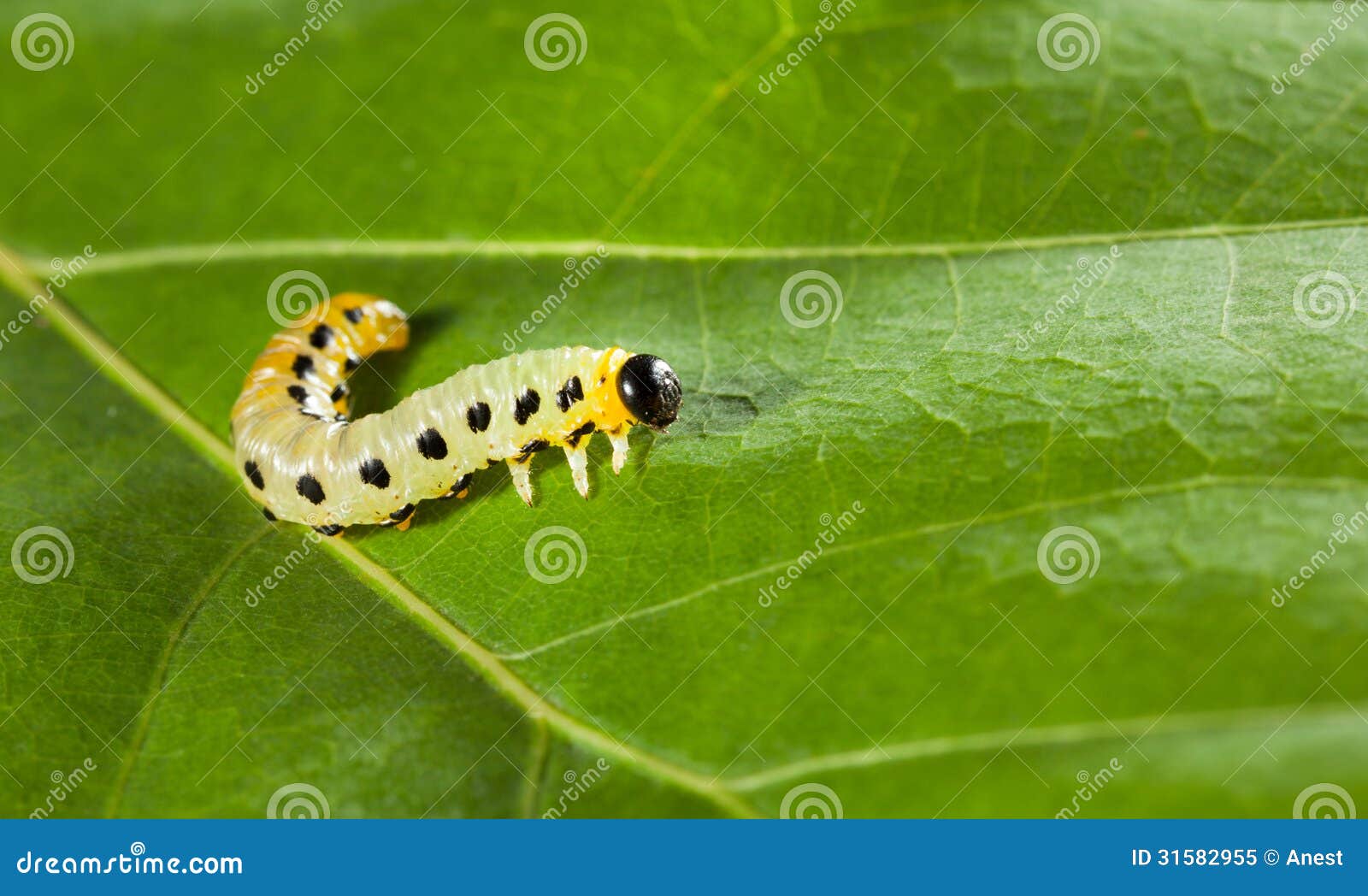 Caterpillar Crawling on Green Leaf Stock Image - Image of animal ...