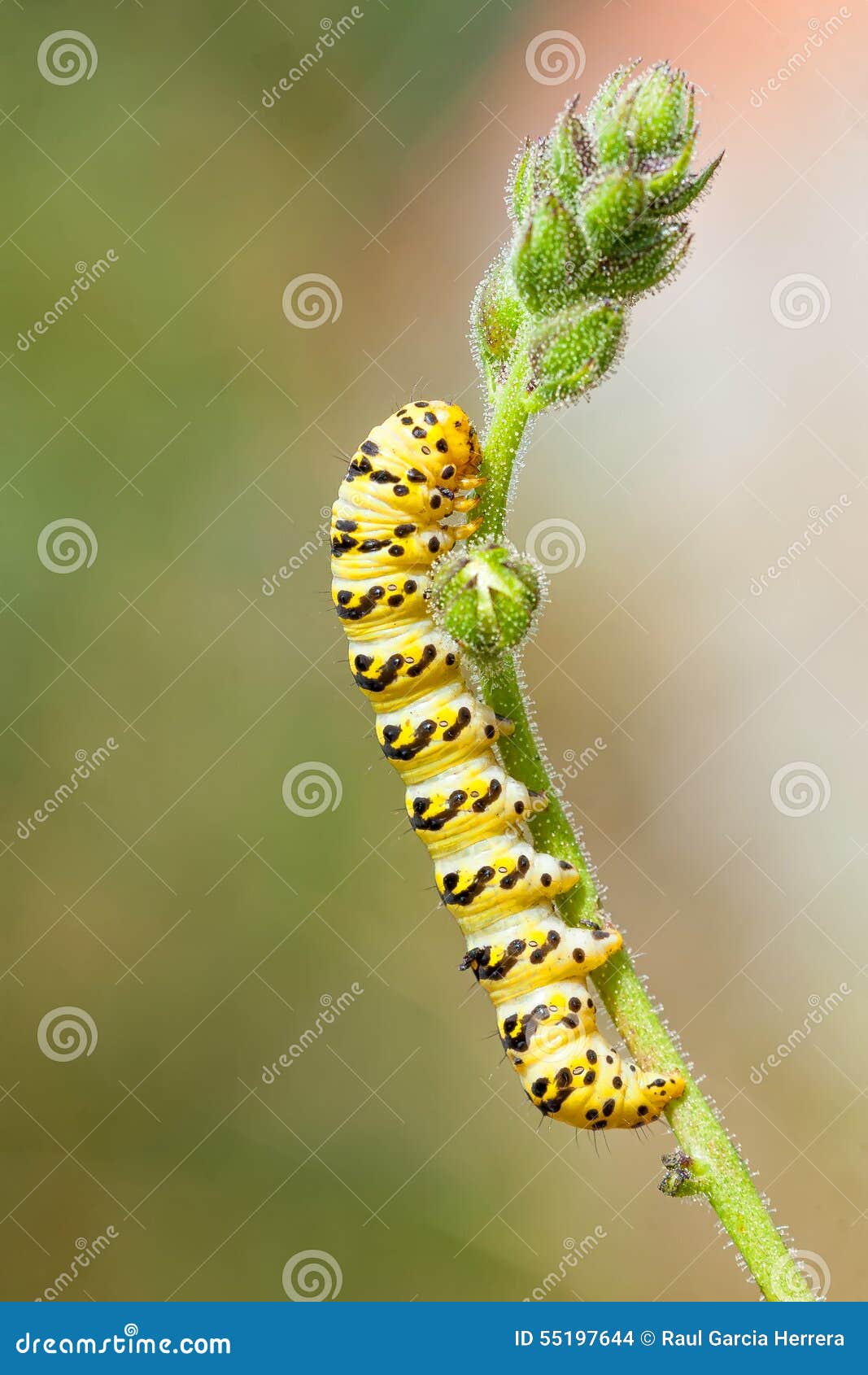 Caterpillar Crawling on Green Twig Stock Photo - Image of black ...