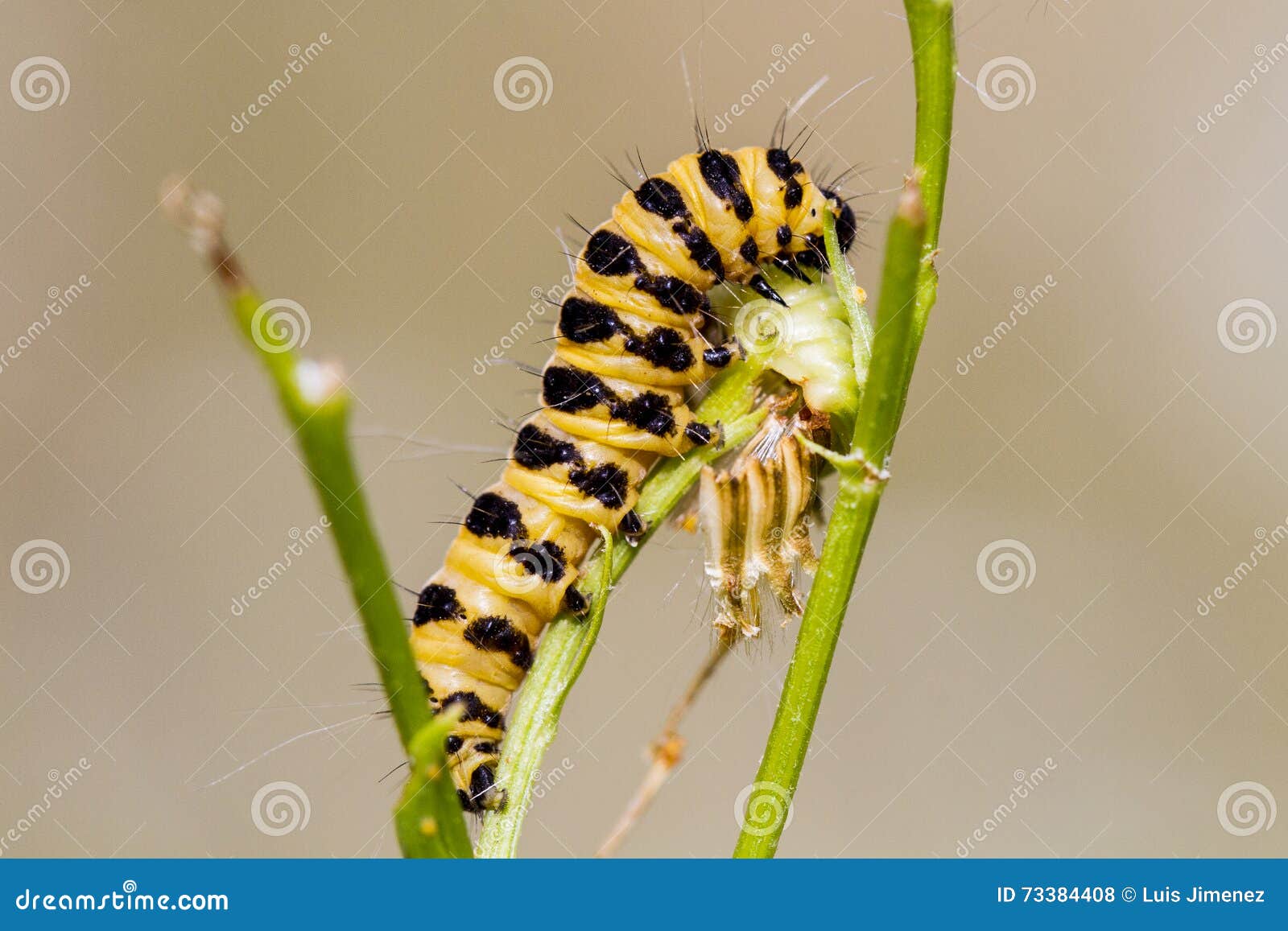 Caterpillar crawling stock photo. Image of close, legs - 73384408
