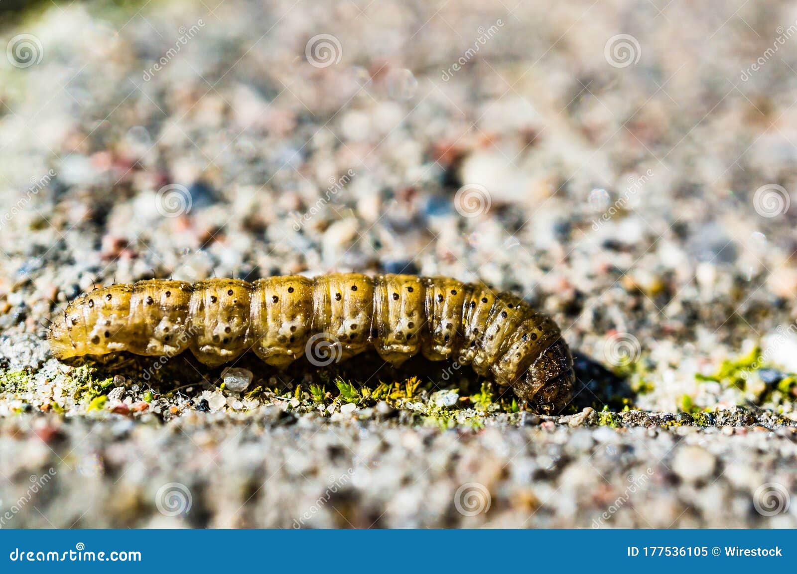 Caterpillar Crawling on the Ground during Daytime Stock Image - Image ...