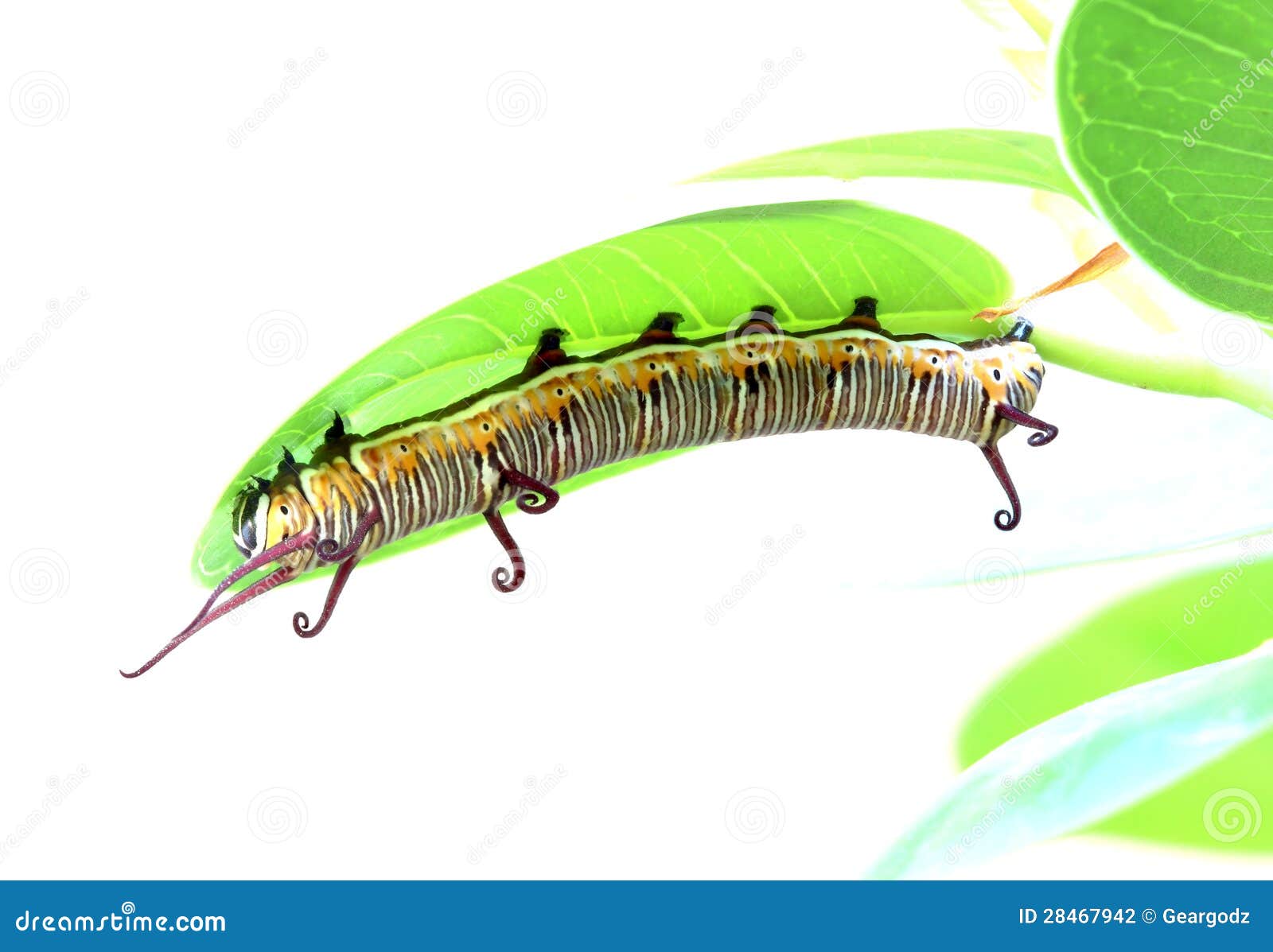 Caterpillar is Crawling on a Leaf Stock Photo - Image of growth ...