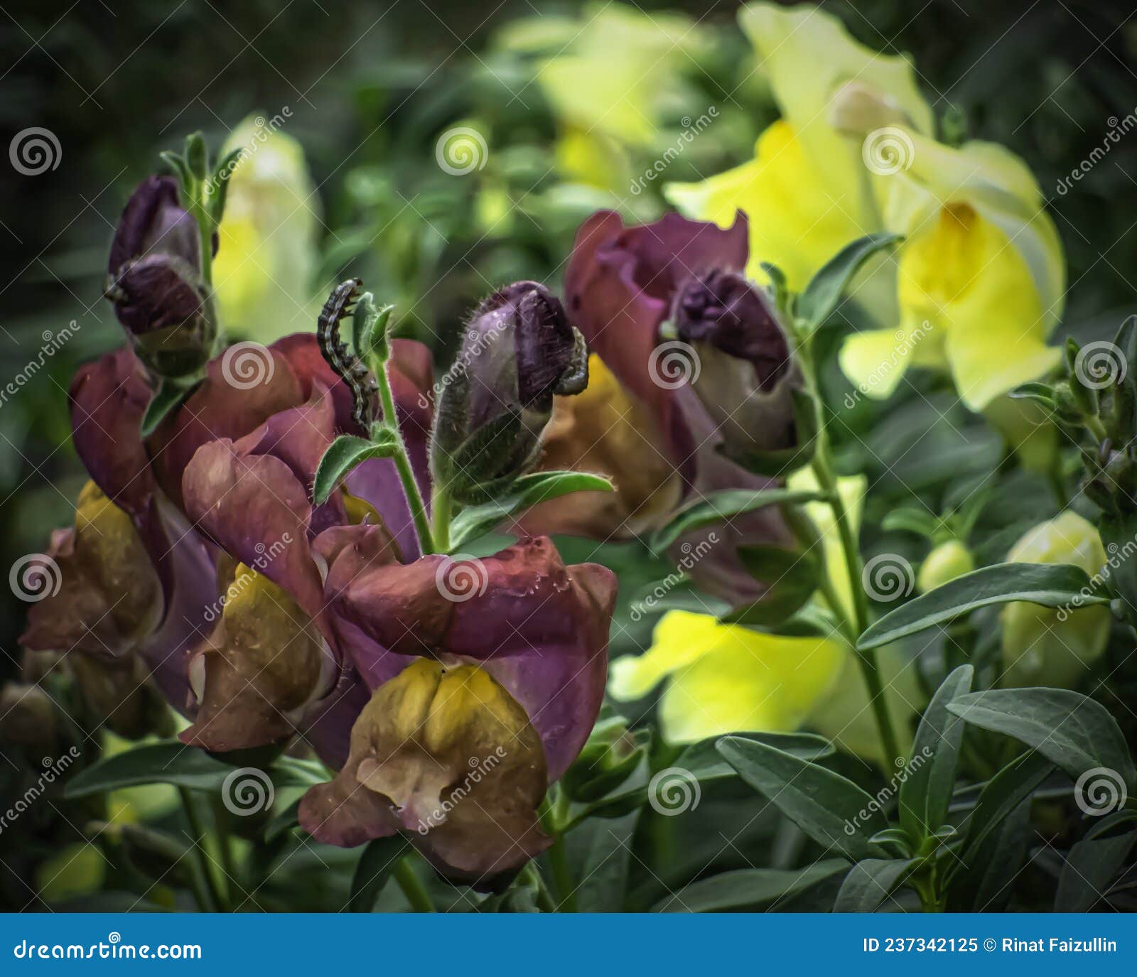 Caterpillar Crawling on the Stem of a Snapdragon Stock Image - Image of ...