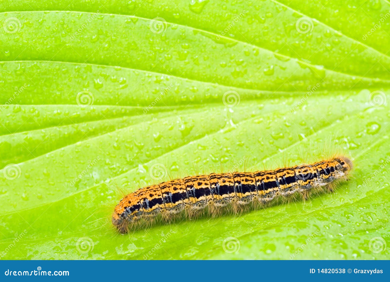 Caterpillar Crawling on a Wet Leaf Stock Photo - Image of caterpillar ...
