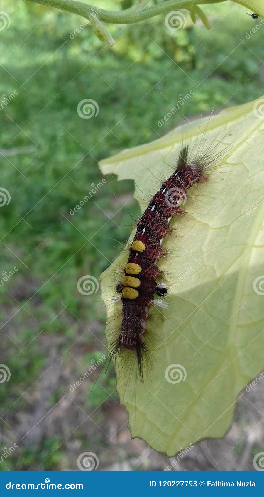 It is a Caterpillar. it is Cute. Stock Image - Image of order, members ...