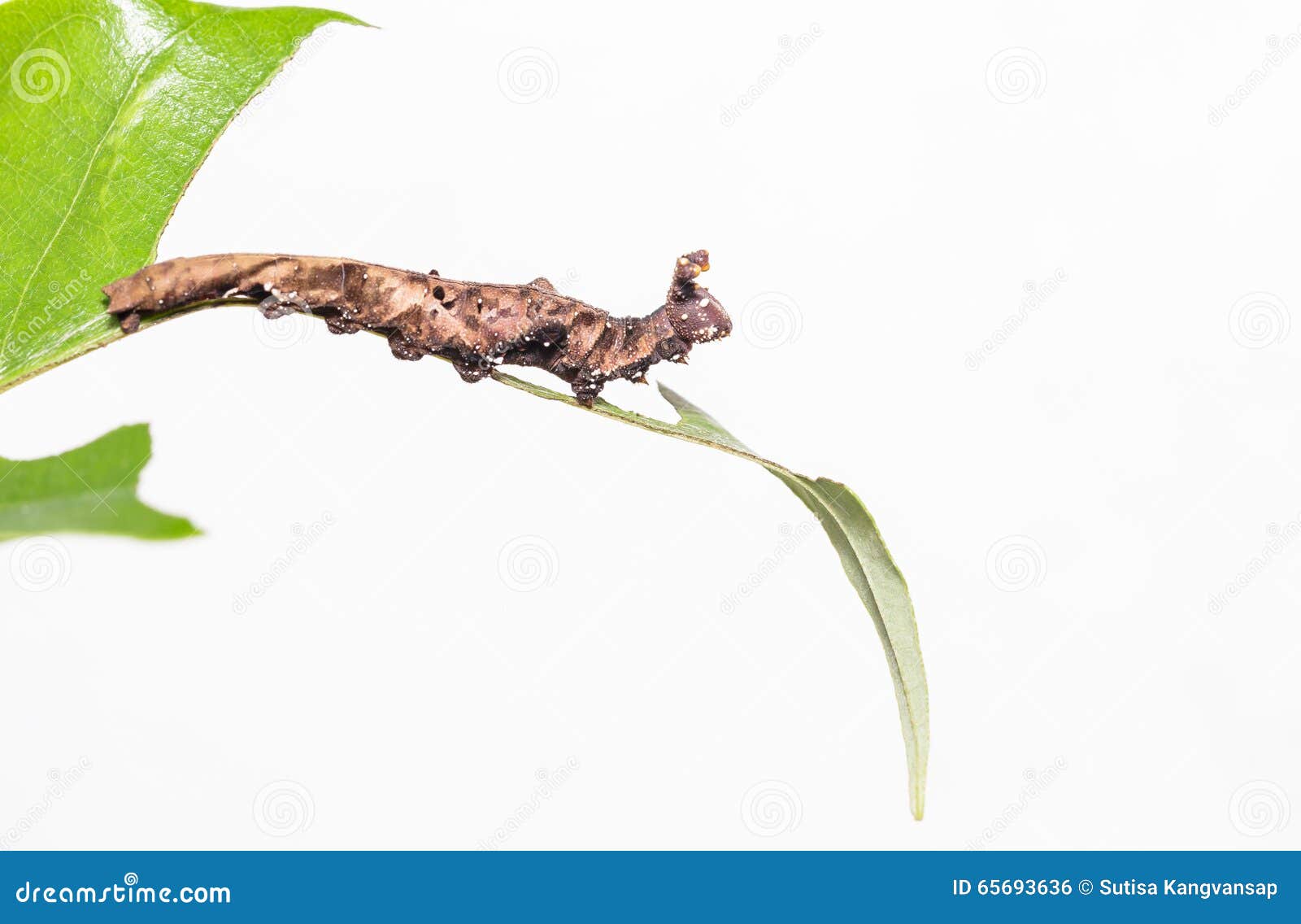 Caterpillar Da Borboleta Azul Do Begume Foto de Stock - Imagem de ...