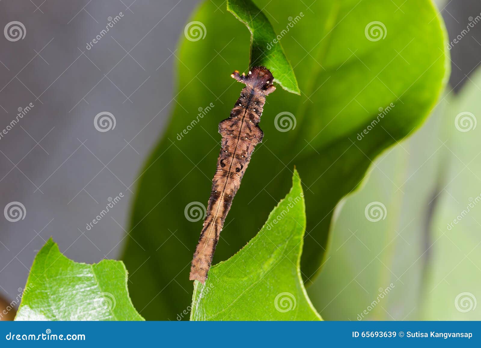 Caterpillar Da Borboleta Azul Do Begume Imagem de Stock - Imagem de ...