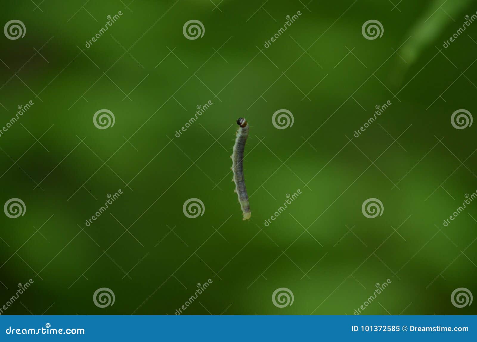The Caterpillar in the Air Amid Foliage Stock Image - Image of bright ...