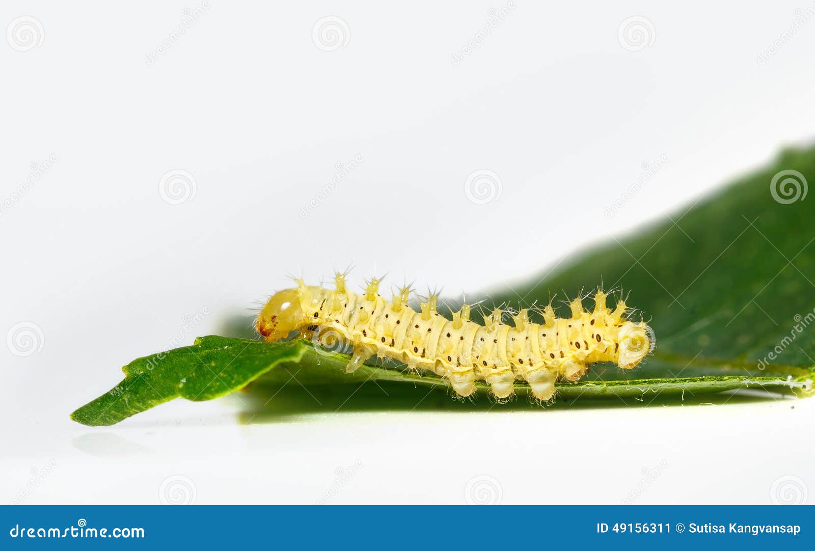 Caterpillar Del Lepidottero Di Seta Di Eri Immagine Stock - Immagine di ...