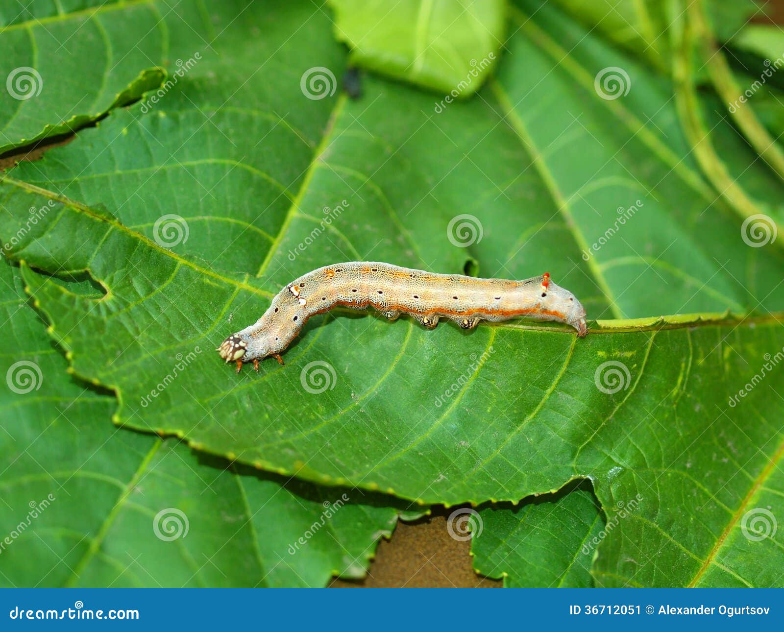 Caterpillar Della Farfalla Tropicale Immagine Stock - Immagine di ...