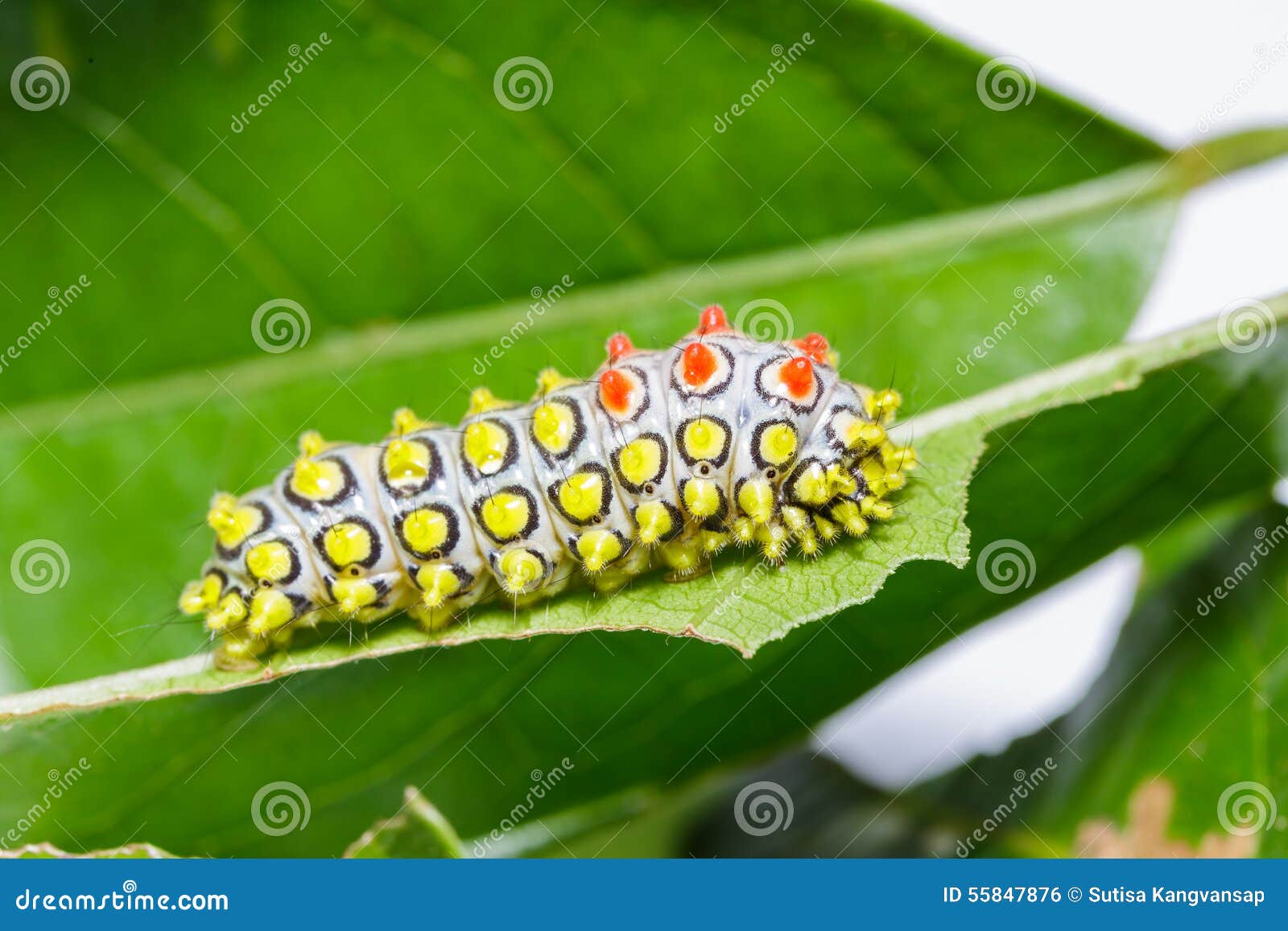 Caterpillar of Drury S Jewel Moth Stock Photo - Image of insect ...