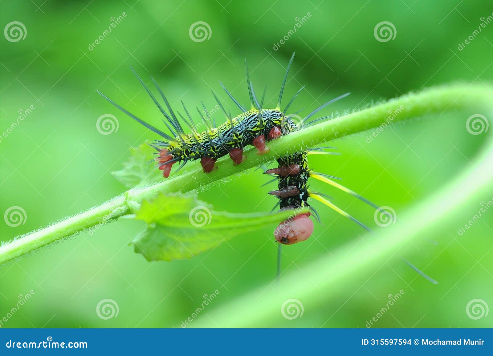 Caterpillar Dudusa Nobilis Moth Stock Photo - Image of crawling, change ...