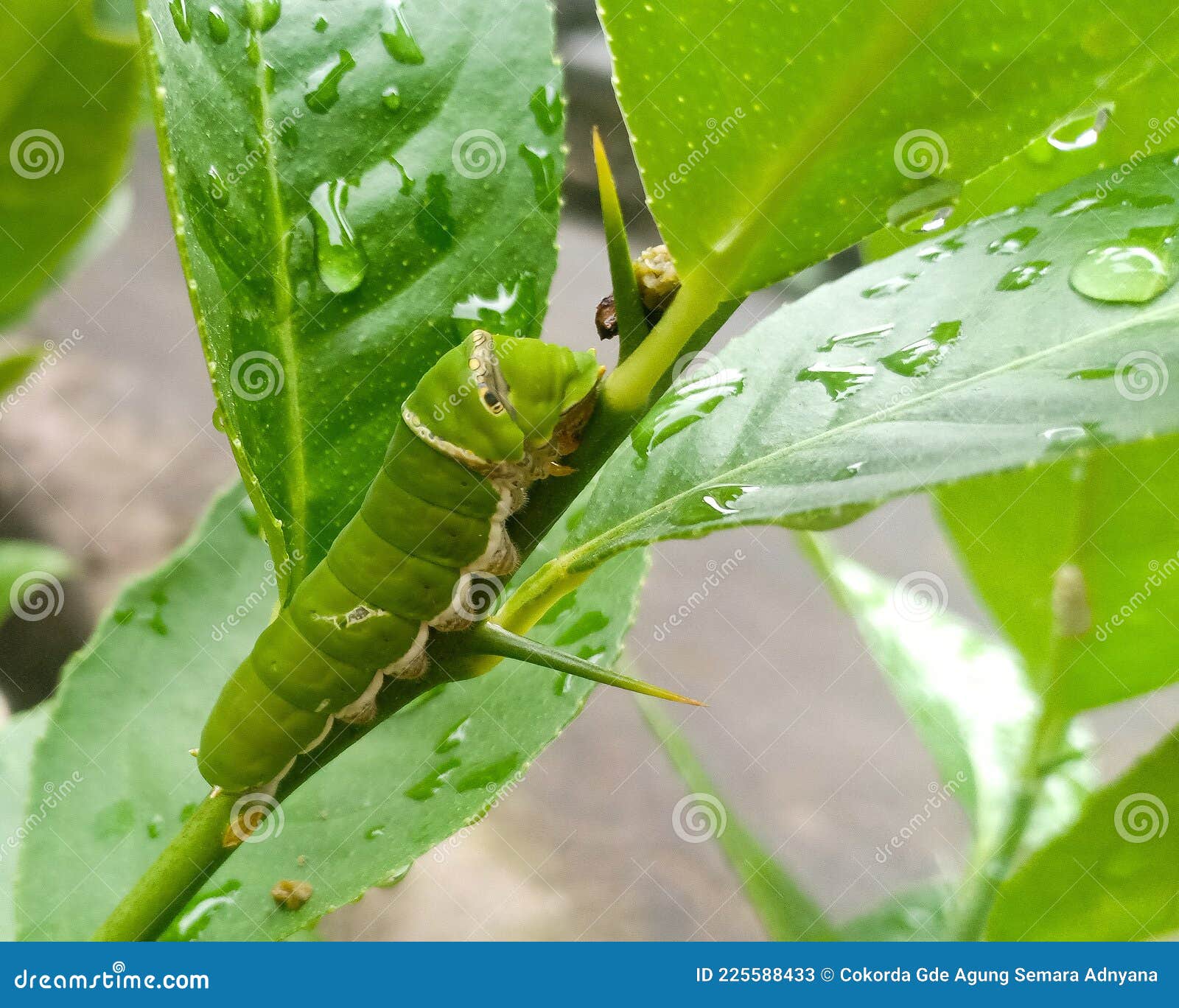 Caterpillar "early Stage of Metamorphosis" Stock Image - Image of ...