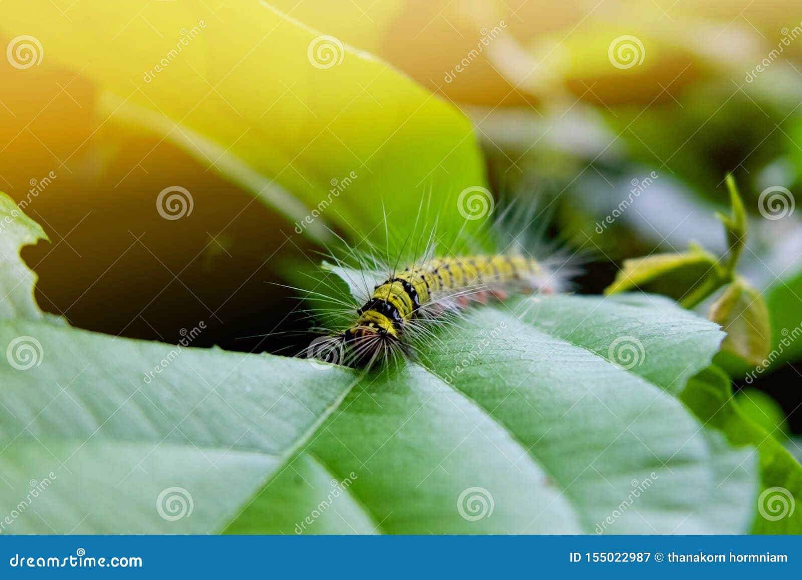Caterpillar Eating Green Leaf in the Morning Stock Image - Image of ...