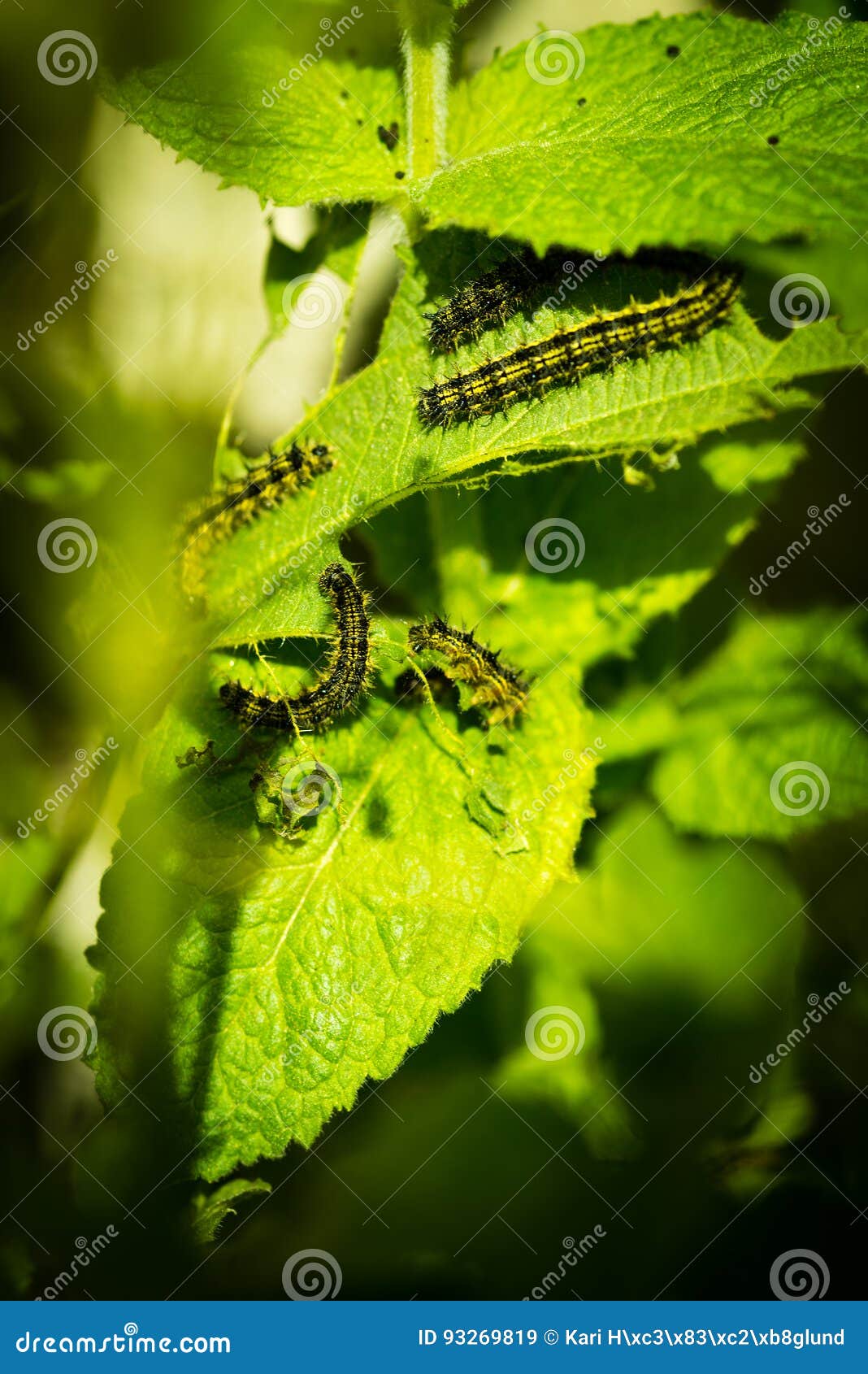 Caterpillar Eating on a Nettle Stock Image - Image of leaf, feeding ...
