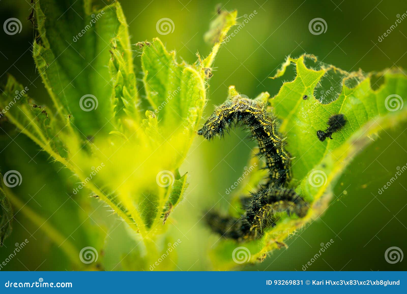 Caterpillar Eating on a Nettle Stock Image - Image of green ...