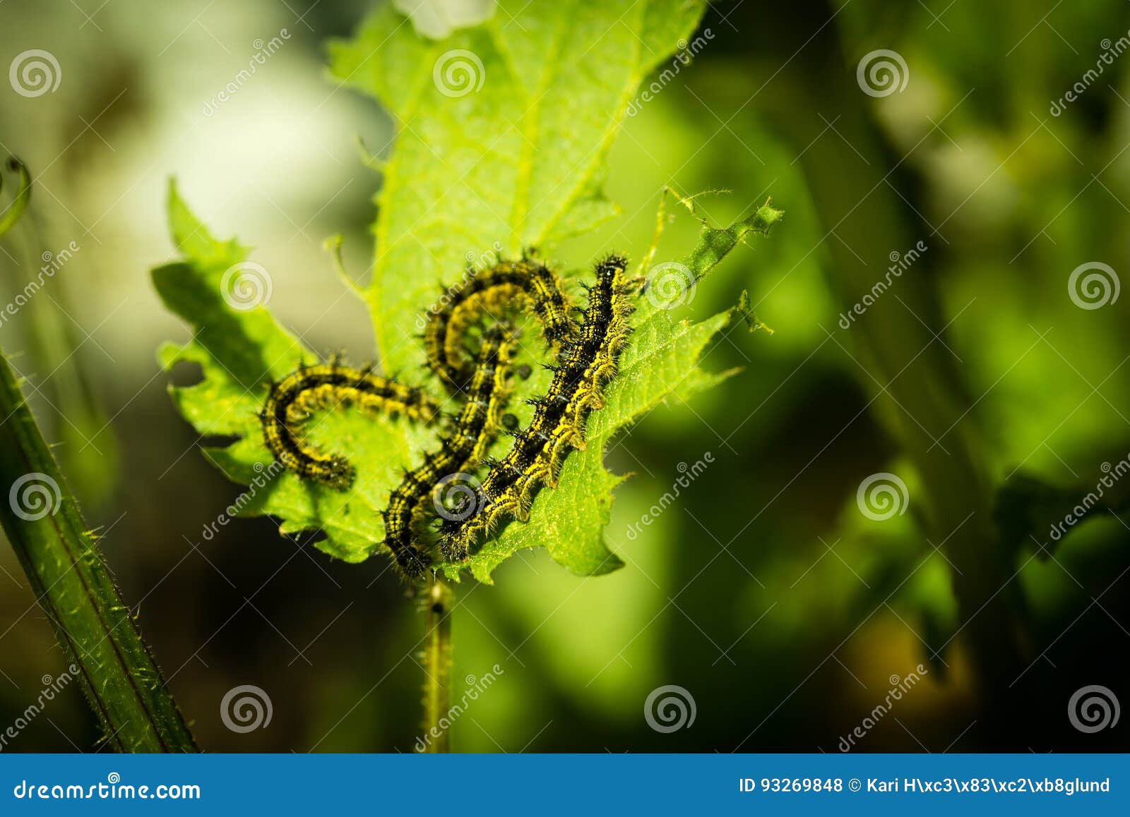 Caterpillar Eating on a Nettle Stock Photo - Image of nettle, animals ...