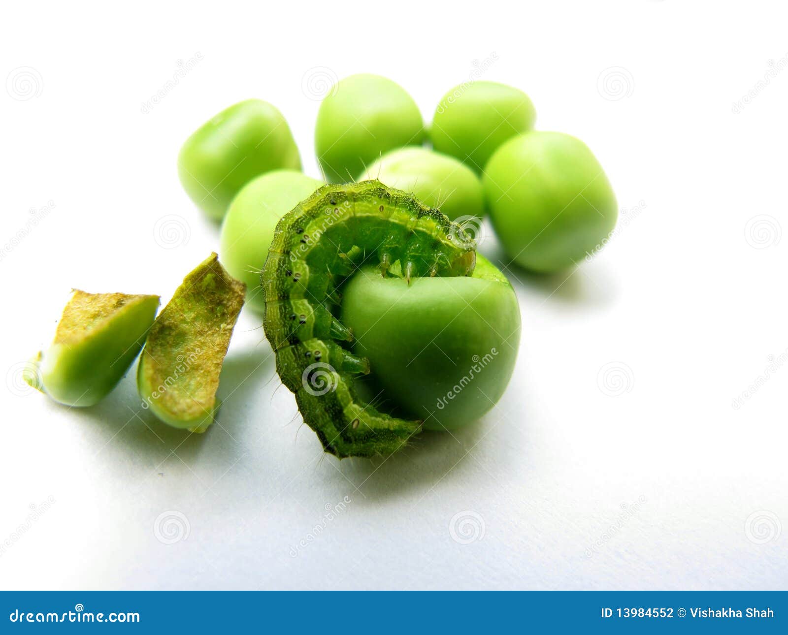 Caterpillar eating peas stock photo. Image of wither - 13984552