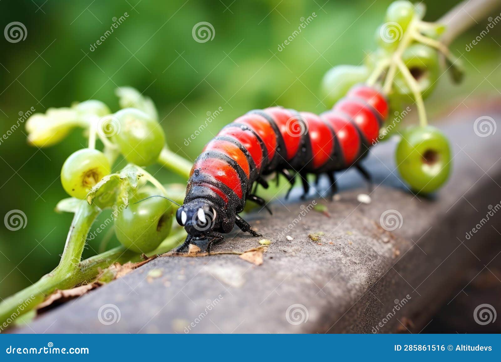 Caterpillar Eating A Leaf Vector. Cartoon Character Illustrations ...