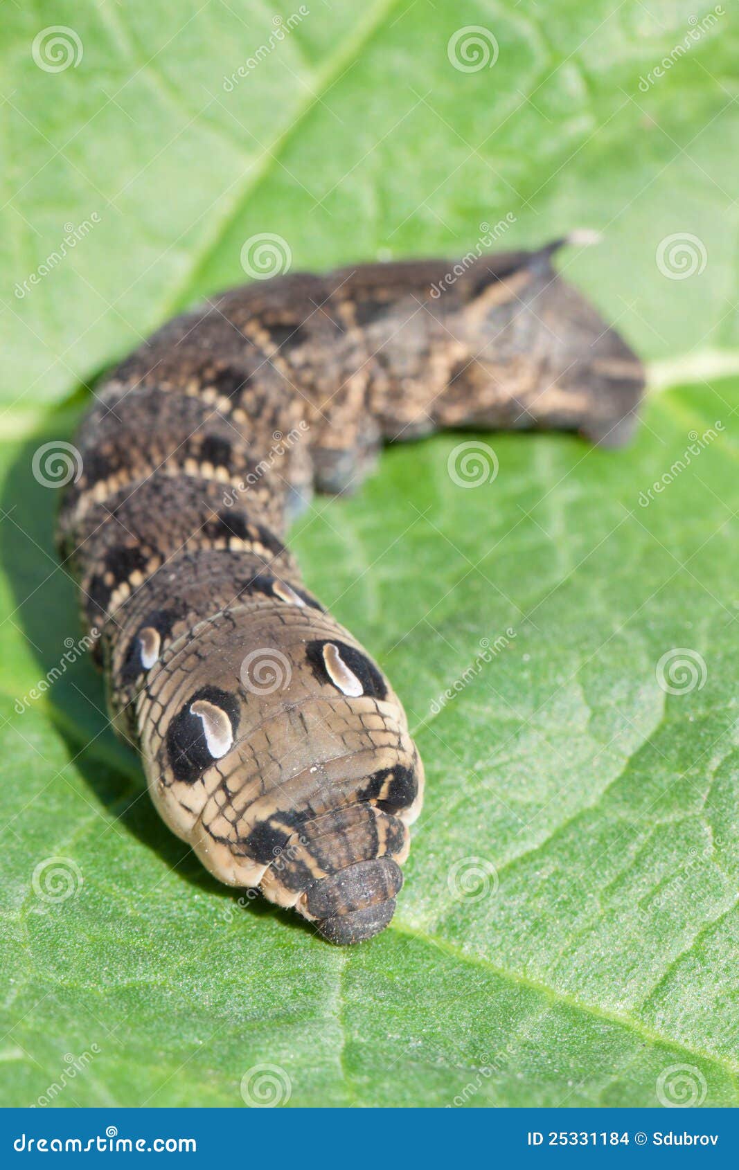 Elephant Hawk Moth Caterpillar On A Green Background Stock Photo ...