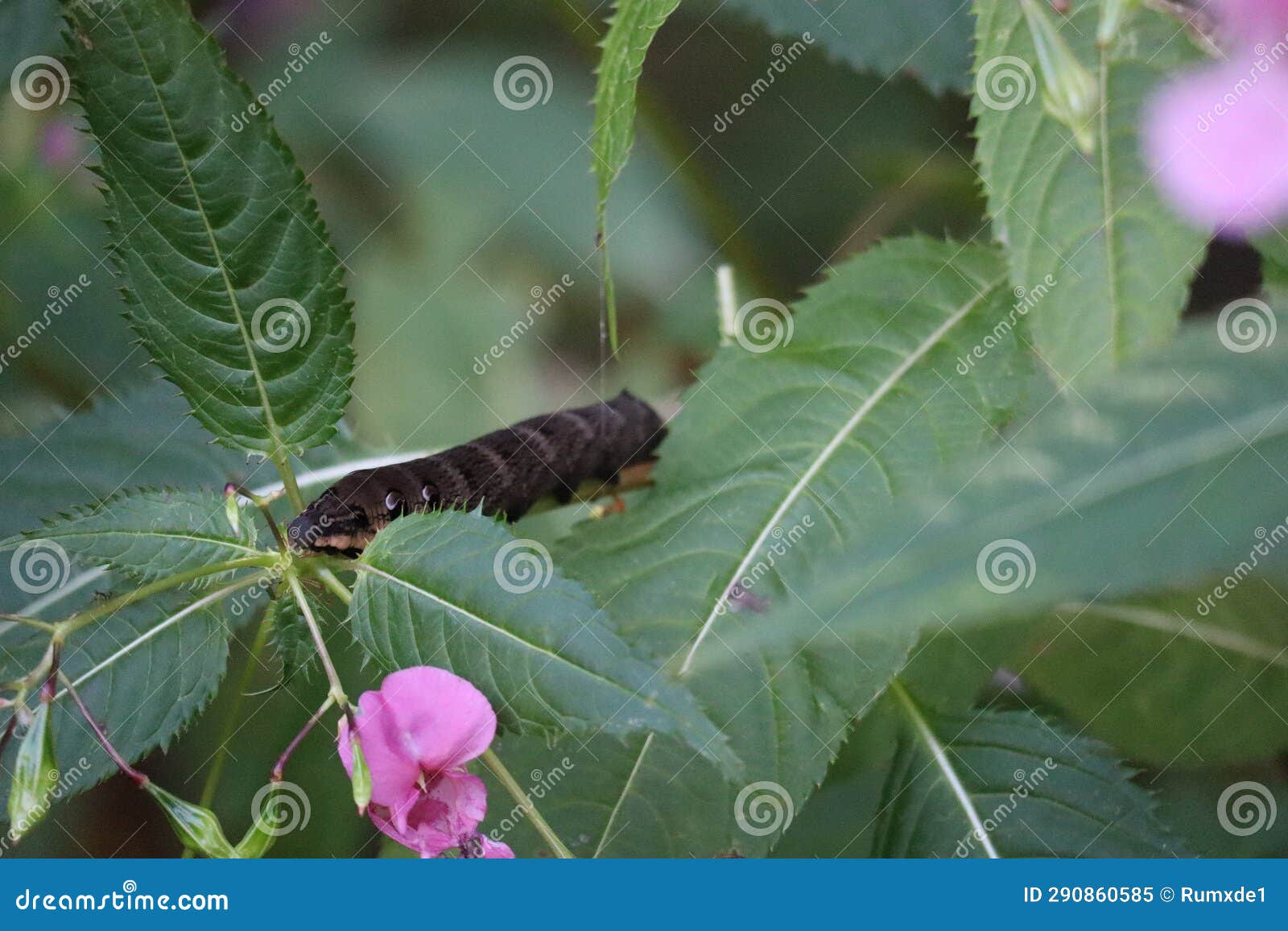 Caterpillar Of The Elephant Hawk Moth, Also Called Deilephila Elpenor ...