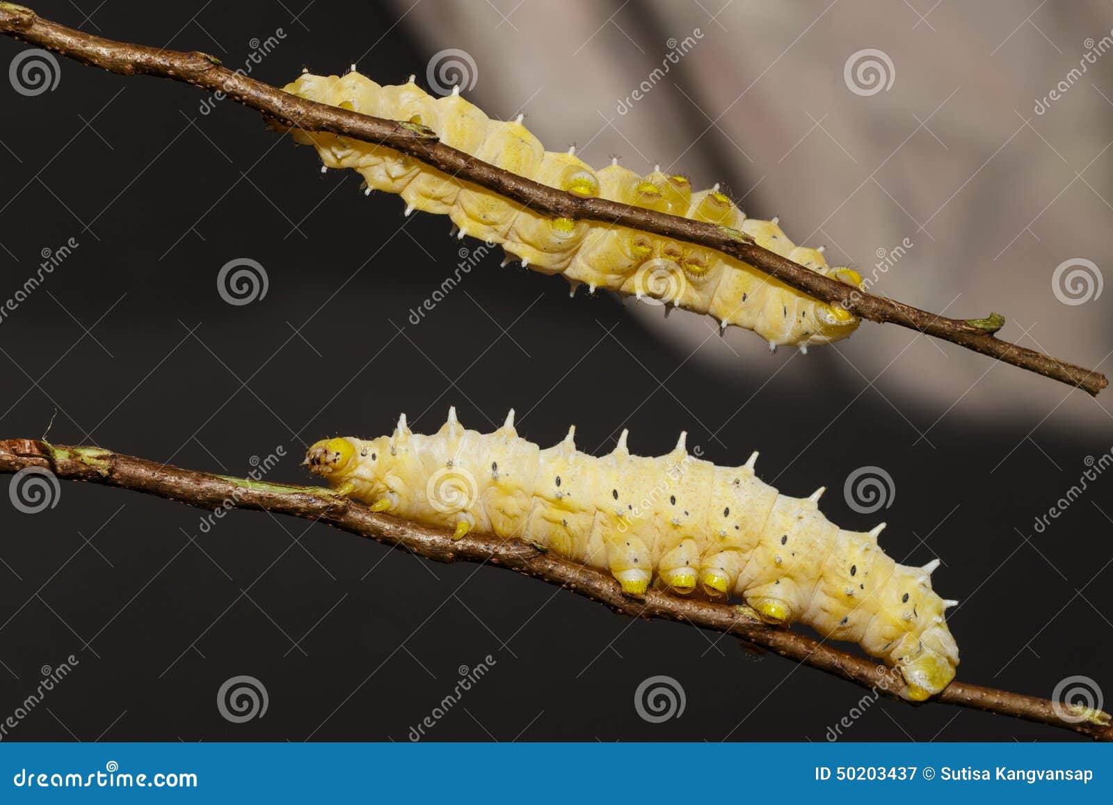 Caterpillar of Eri Silk Moth Stock Image - Image of insect, yarn: 50203437