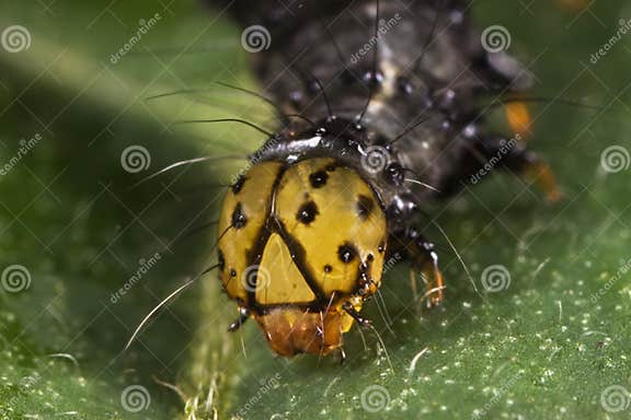 Caterpillar face closeup stock image. Image of animal - 8628239