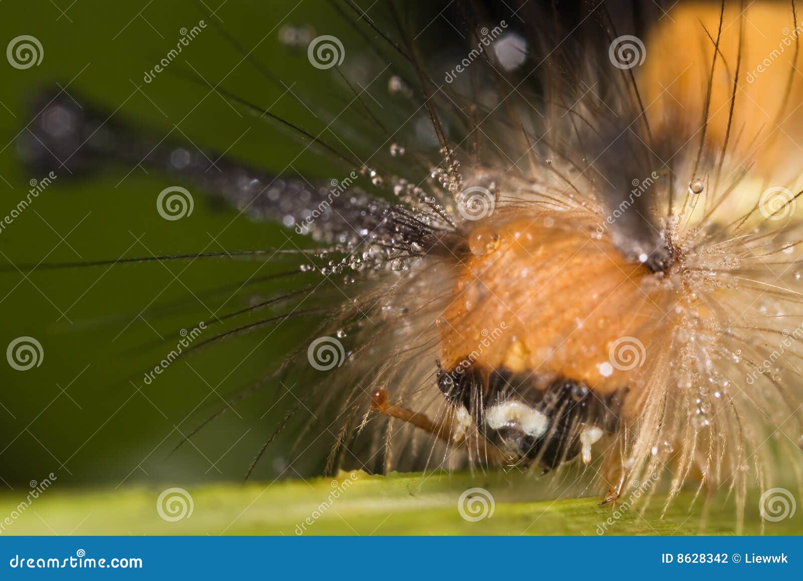 Caterpillar face closeup stock photo. Image of flora, eating - 8628342