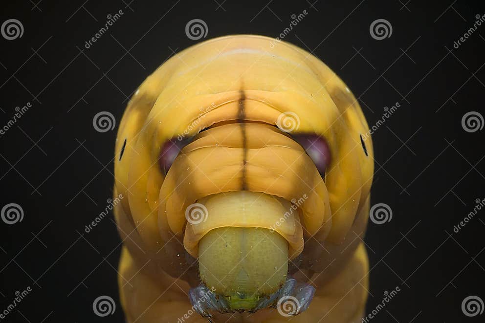 Caterpillar face to face stock photo. Image of nature - 231839266