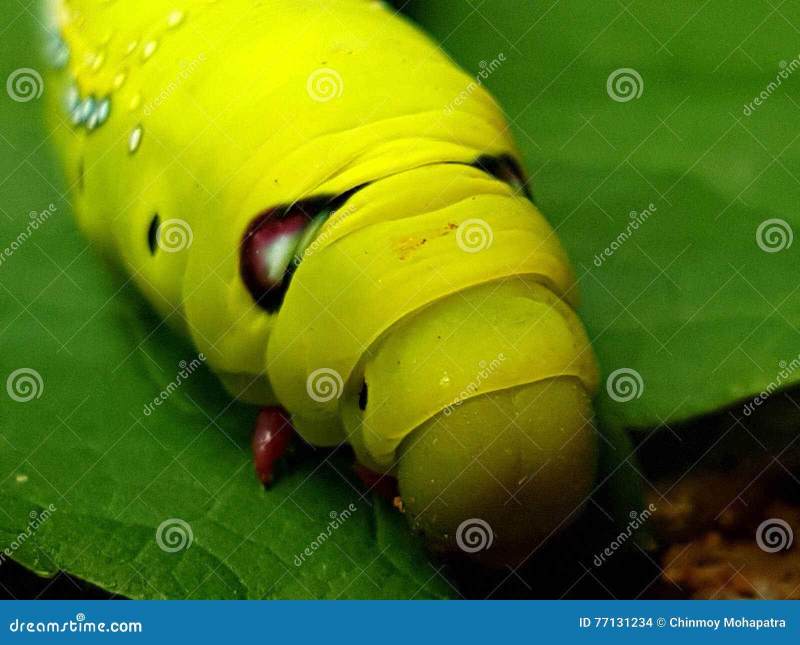 Caterpillar face stock photo. Image of nature, insects - 77131234