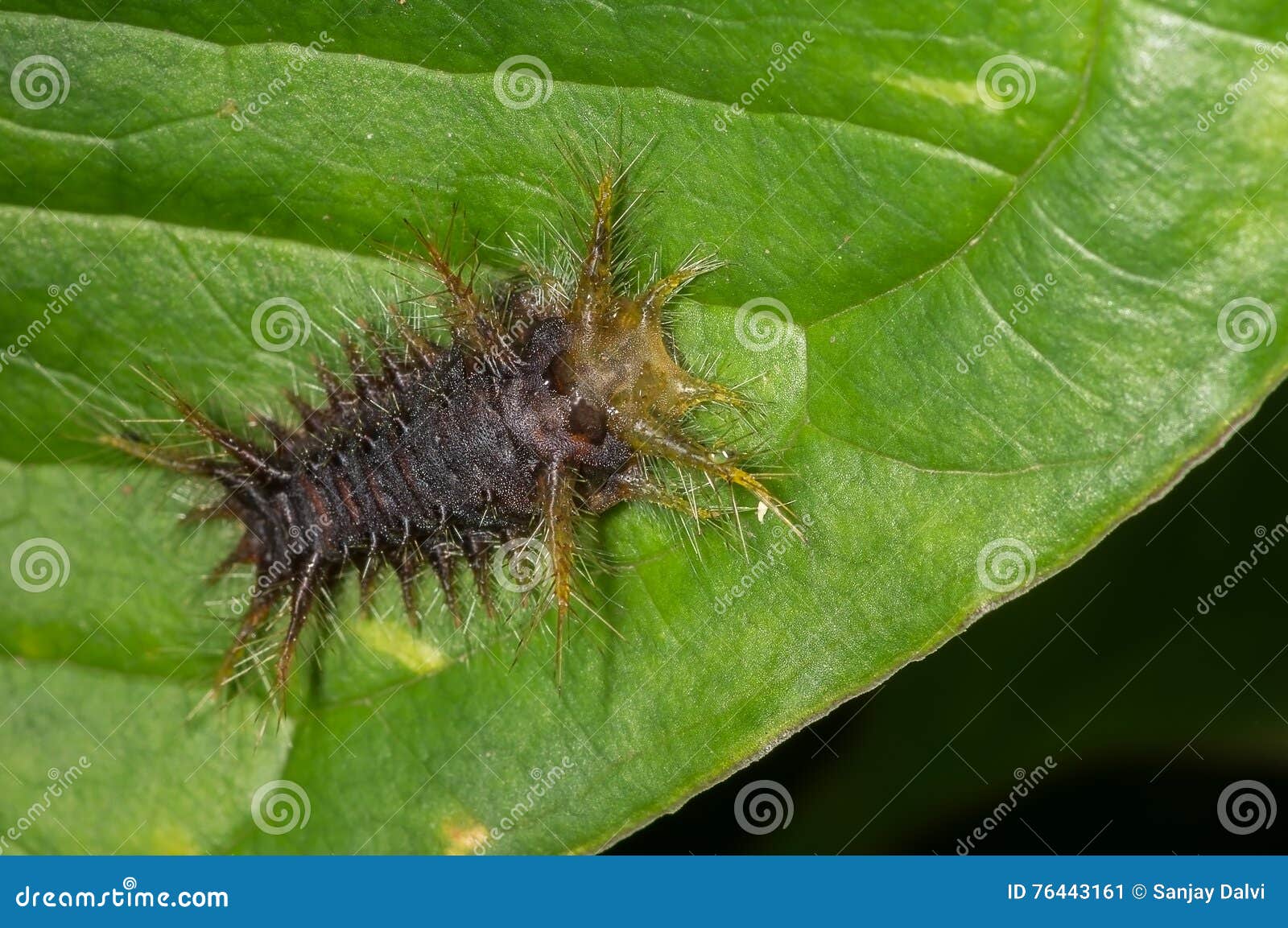 Caterpillar - Family : Limacodidae Stock Image - Image of cute, zoology ...