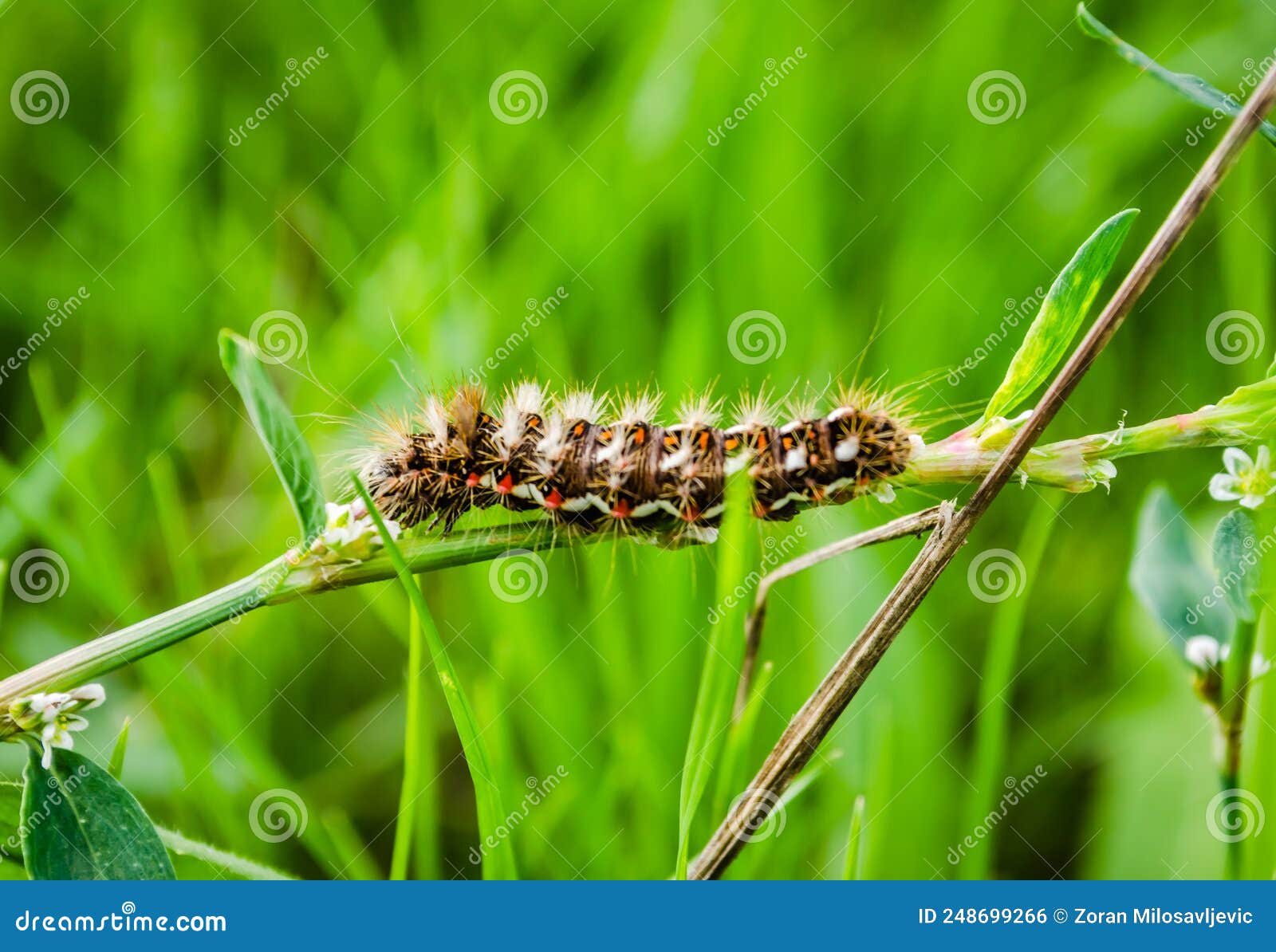 A caterpillar in a field stock photo. Image of climbing - 248699266