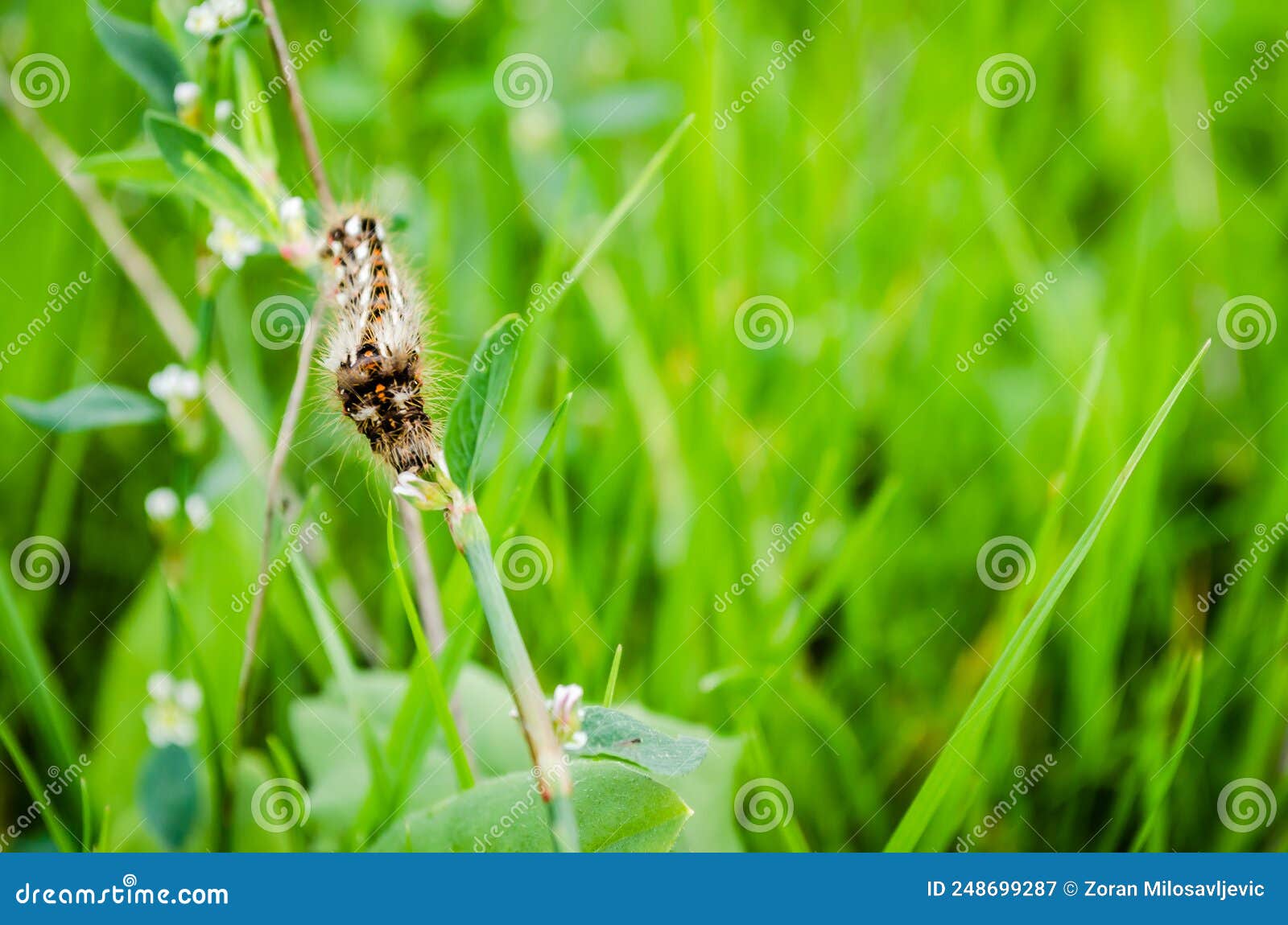 A caterpillar in a field stock image. Image of background - 248699287