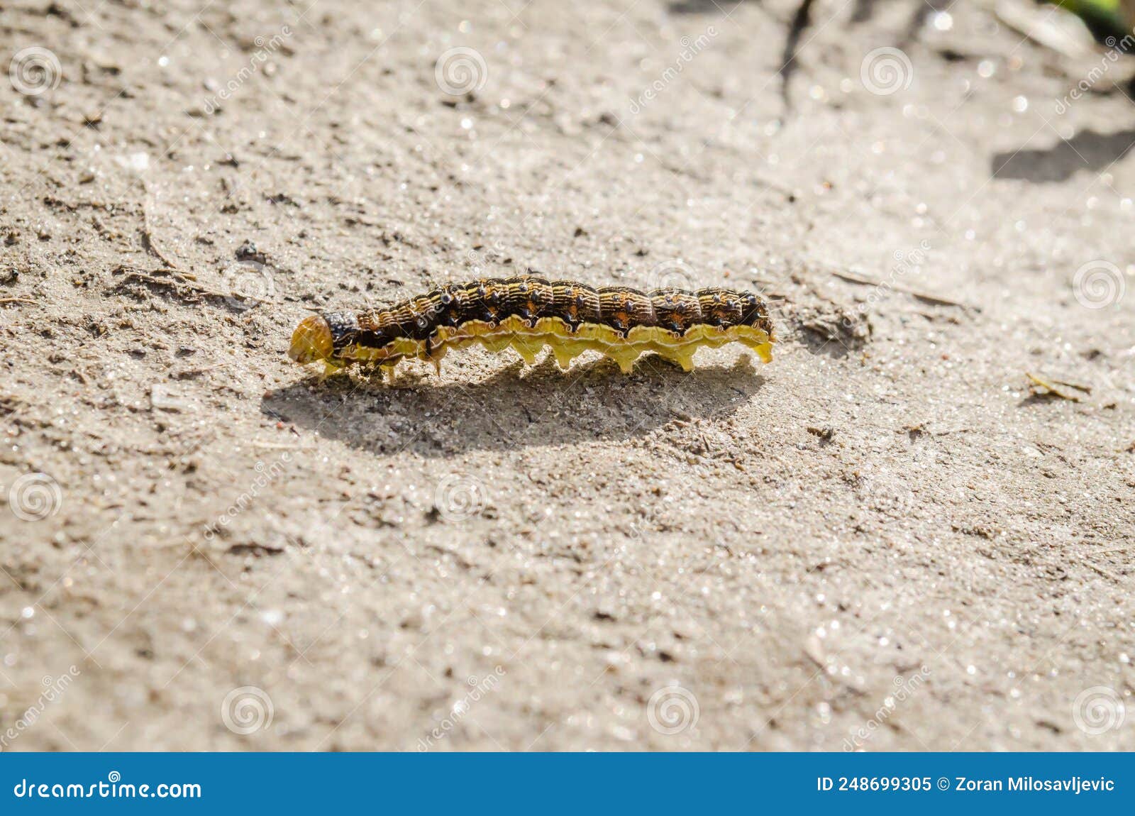 A caterpillar in a field stock image. Image of larva - 248699305