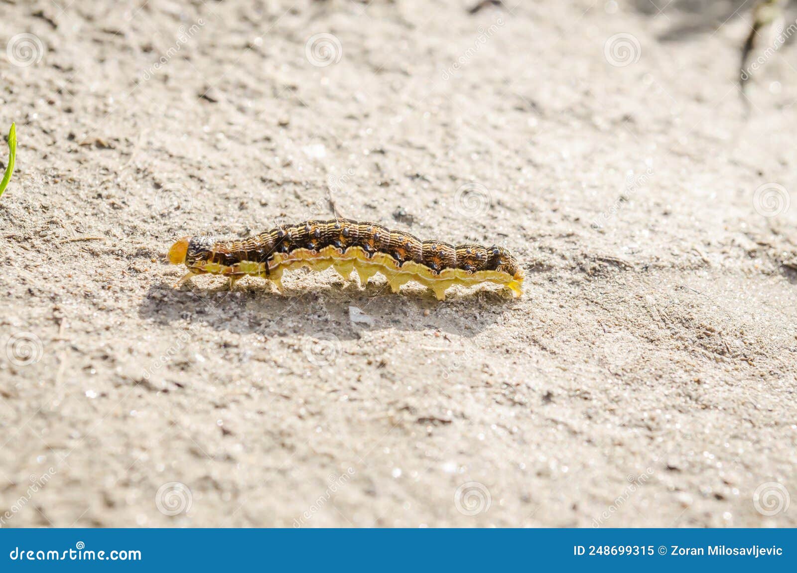 A caterpillar in a field stock image. Image of beauty - 248699315